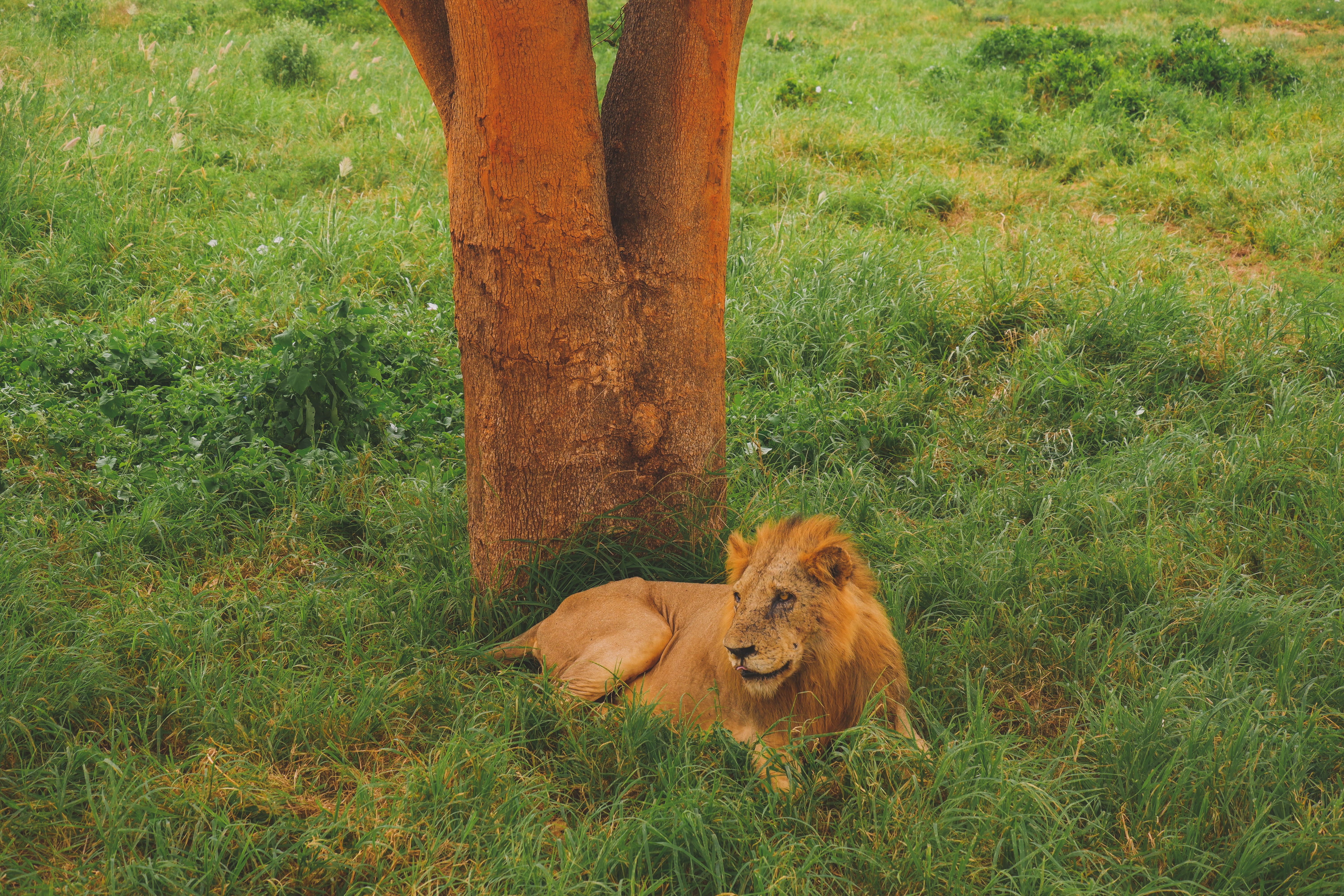A Lion on the Grass · Free Stock Photo