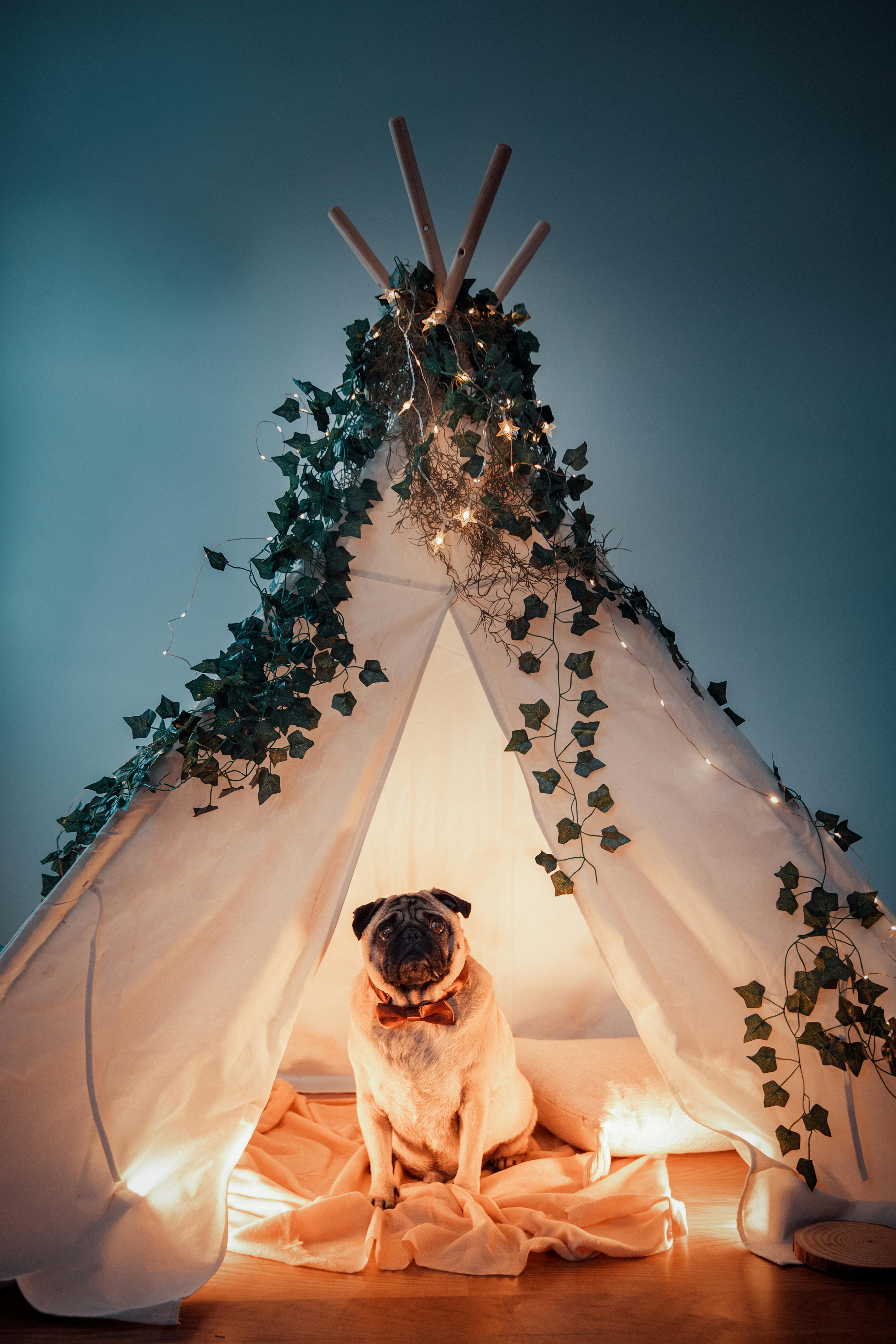 Dog Sitting in an Illuminated Tent · Free Stock Photo