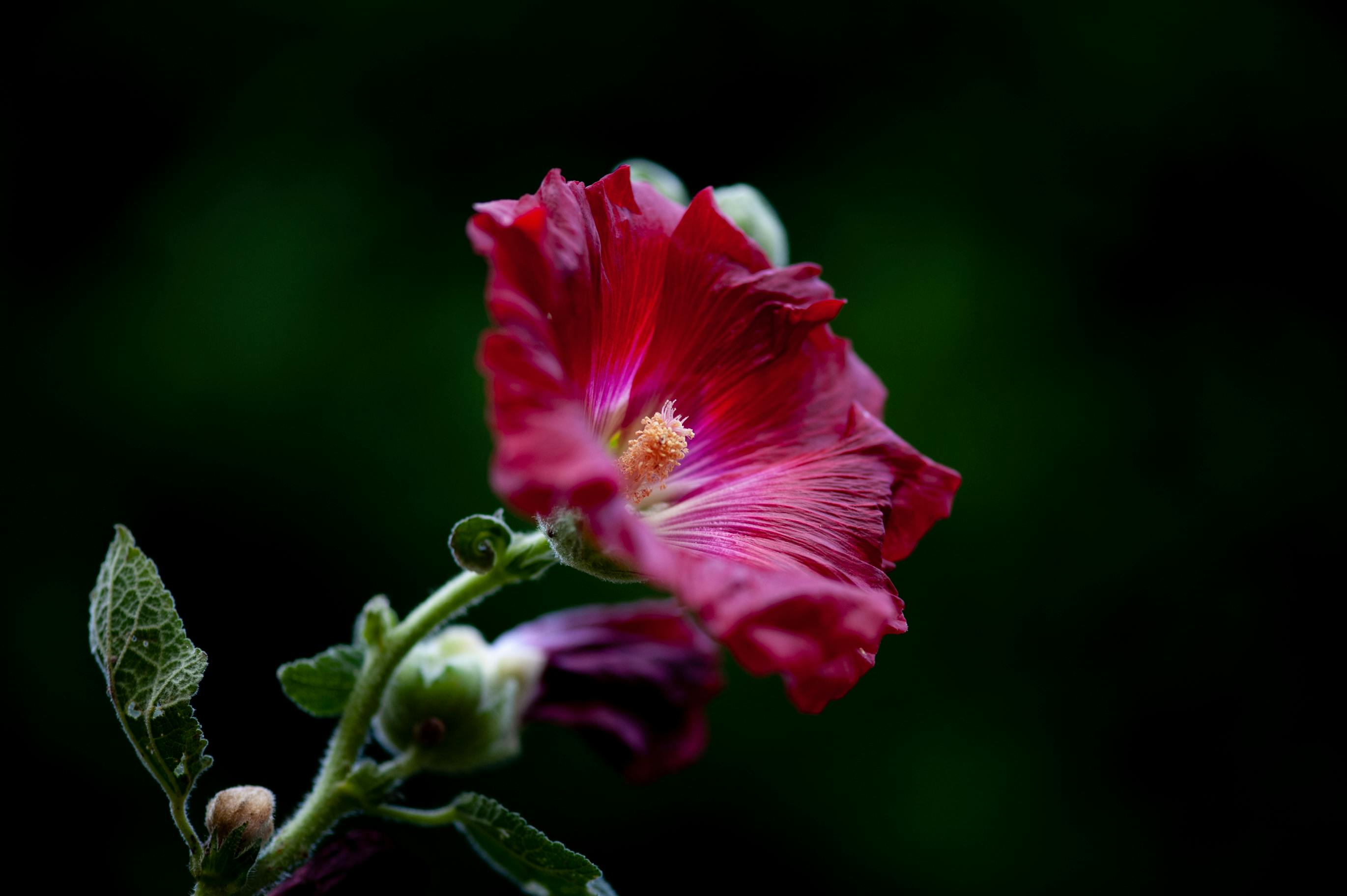 Hollyhock Photos, Download The BEST Free Hollyhock Stock Photos & HD Images