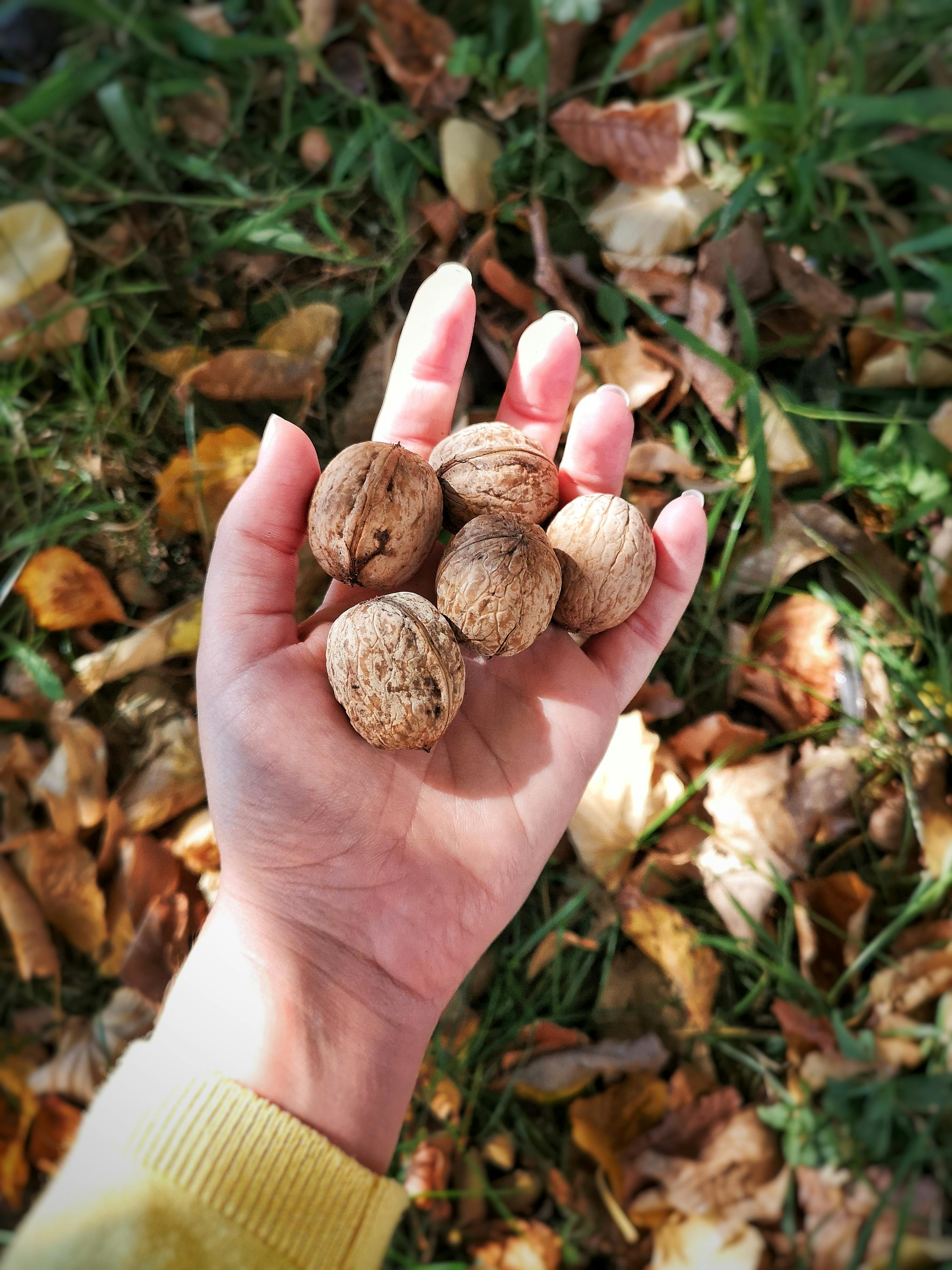 Man Holding Nuts in Hand · Free Stock Photo