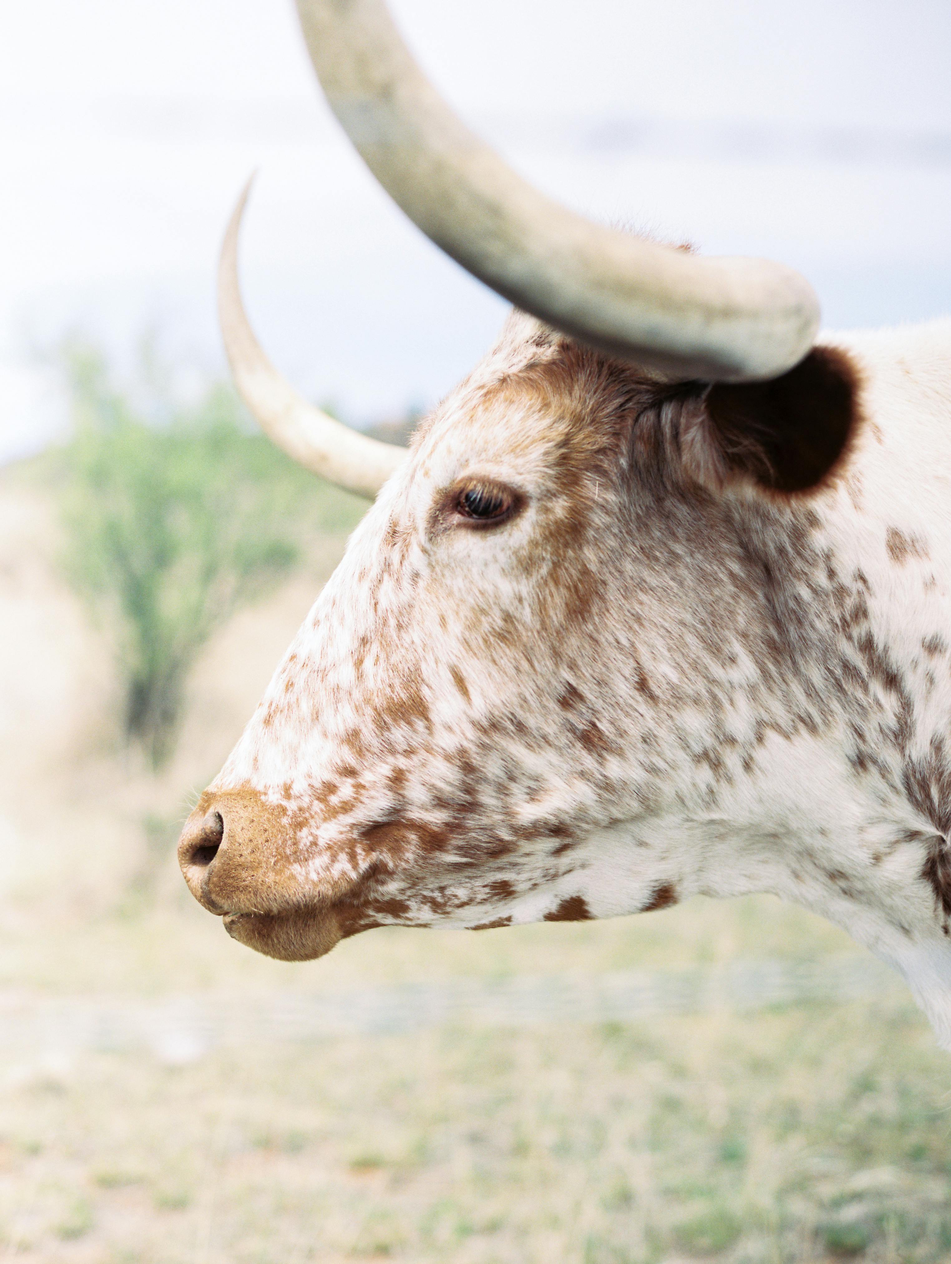 Longhorns Photos, Download The BEST Free Longhorns Stock Photos & HD Images