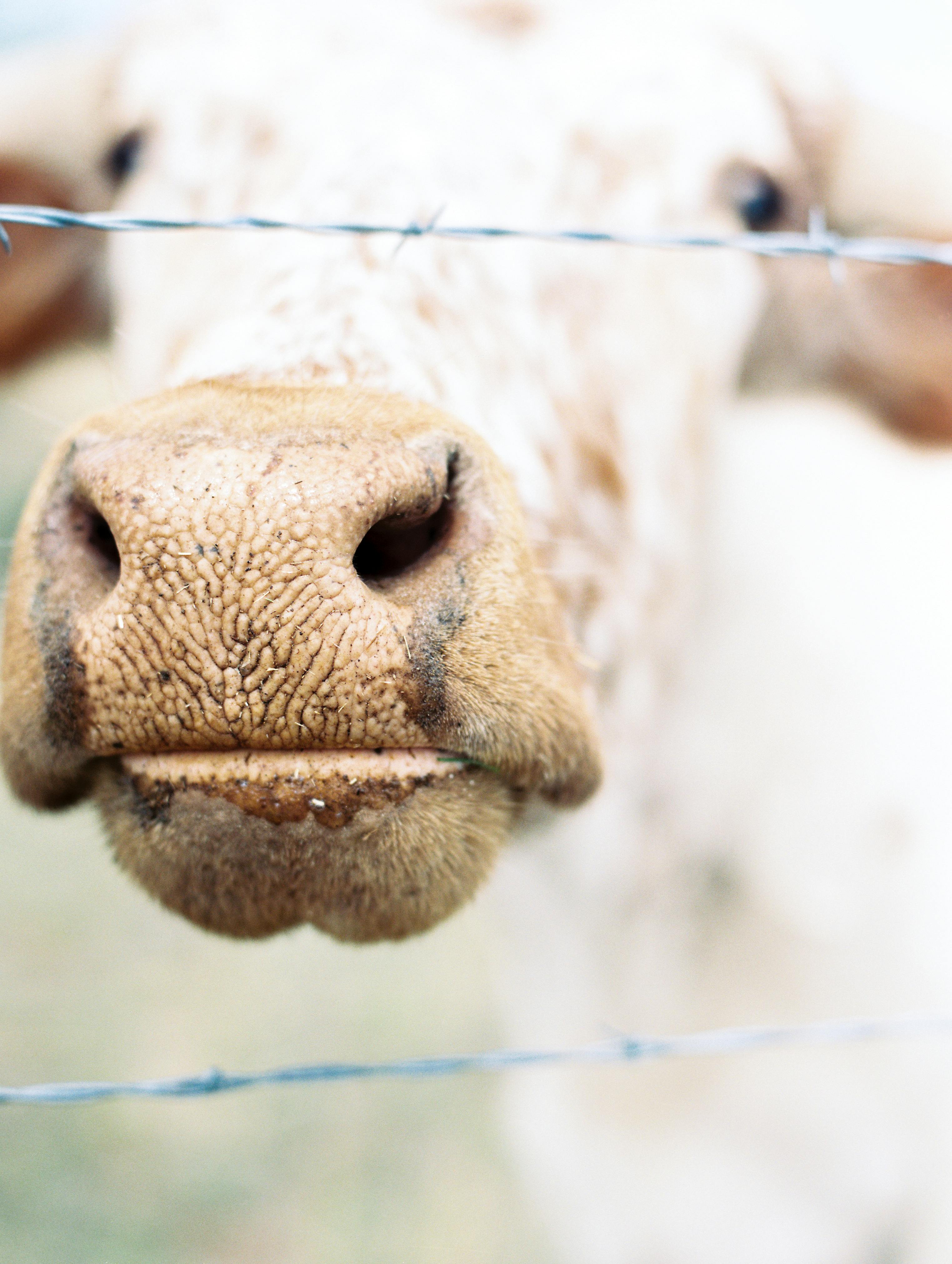 Cow Behind an Iron Fence · Free Stock Photo