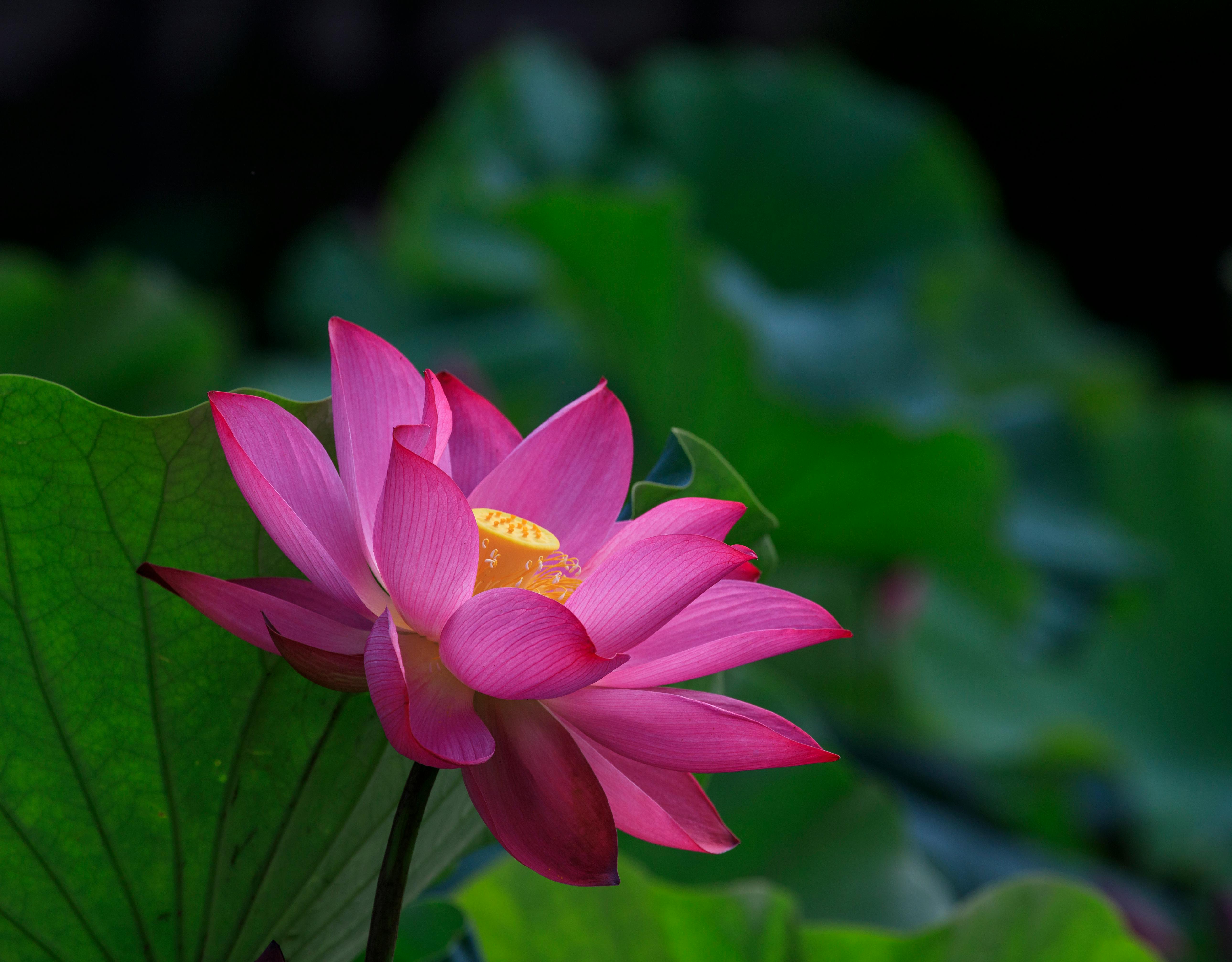 Close-Up Shot of a Lotus Flower · Free Stock Photo