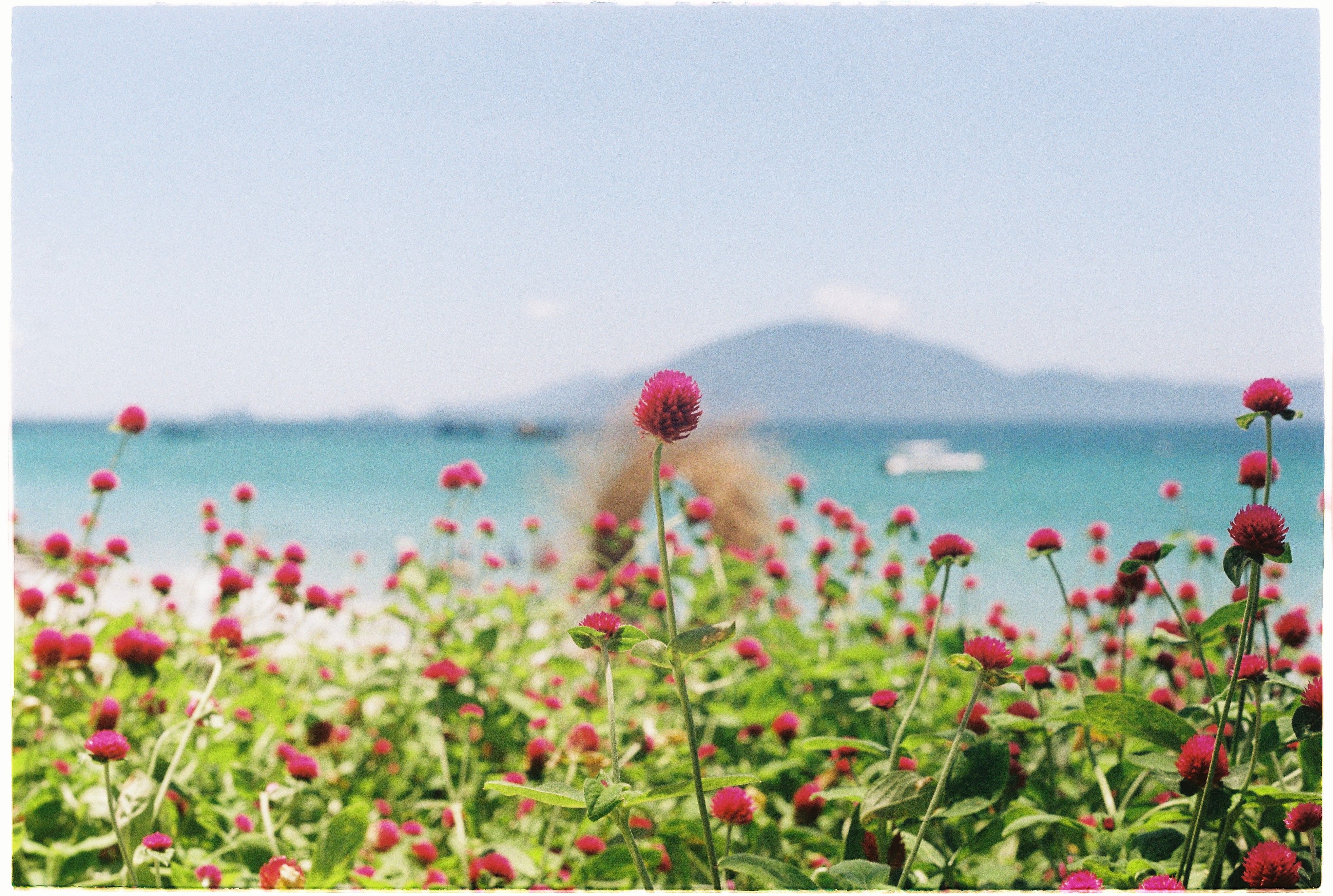 Red Clover Flowers Against a Sea · Free Stock Photo