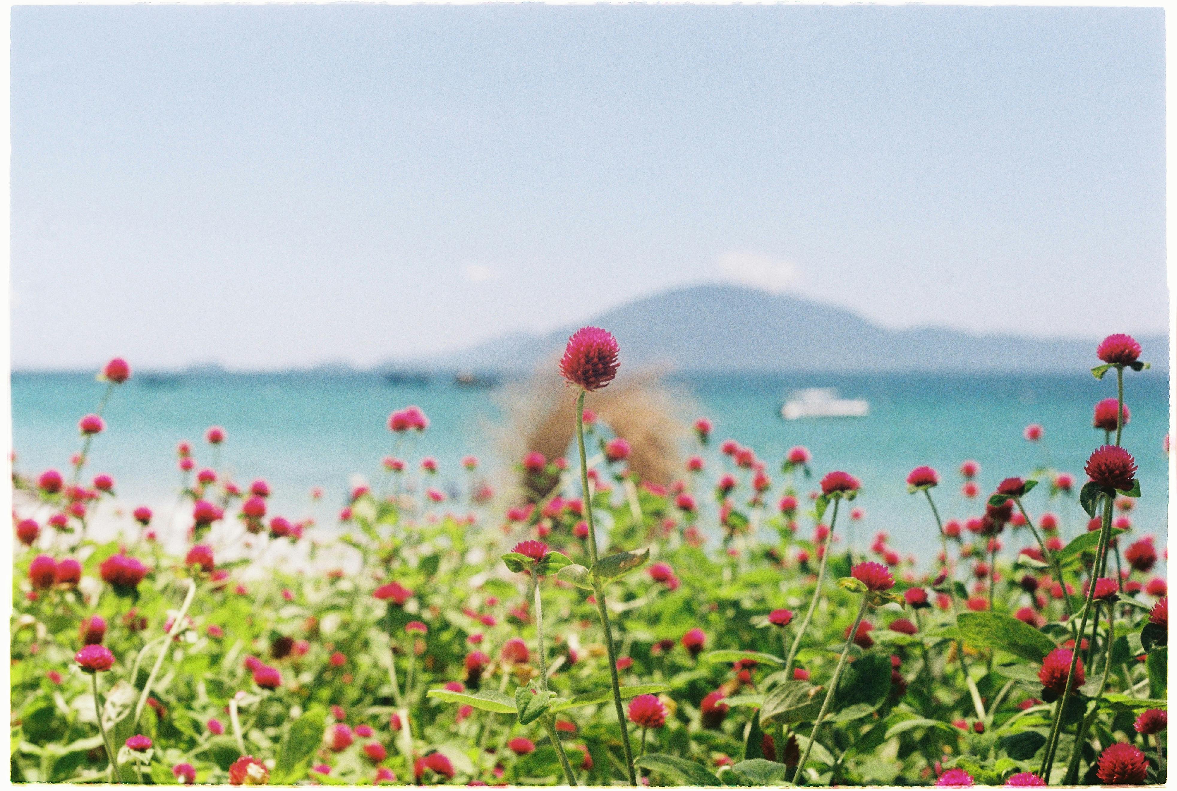 Clover Wallpaper Photos, Download The BEST Free Clover Wallpaper Stock ...