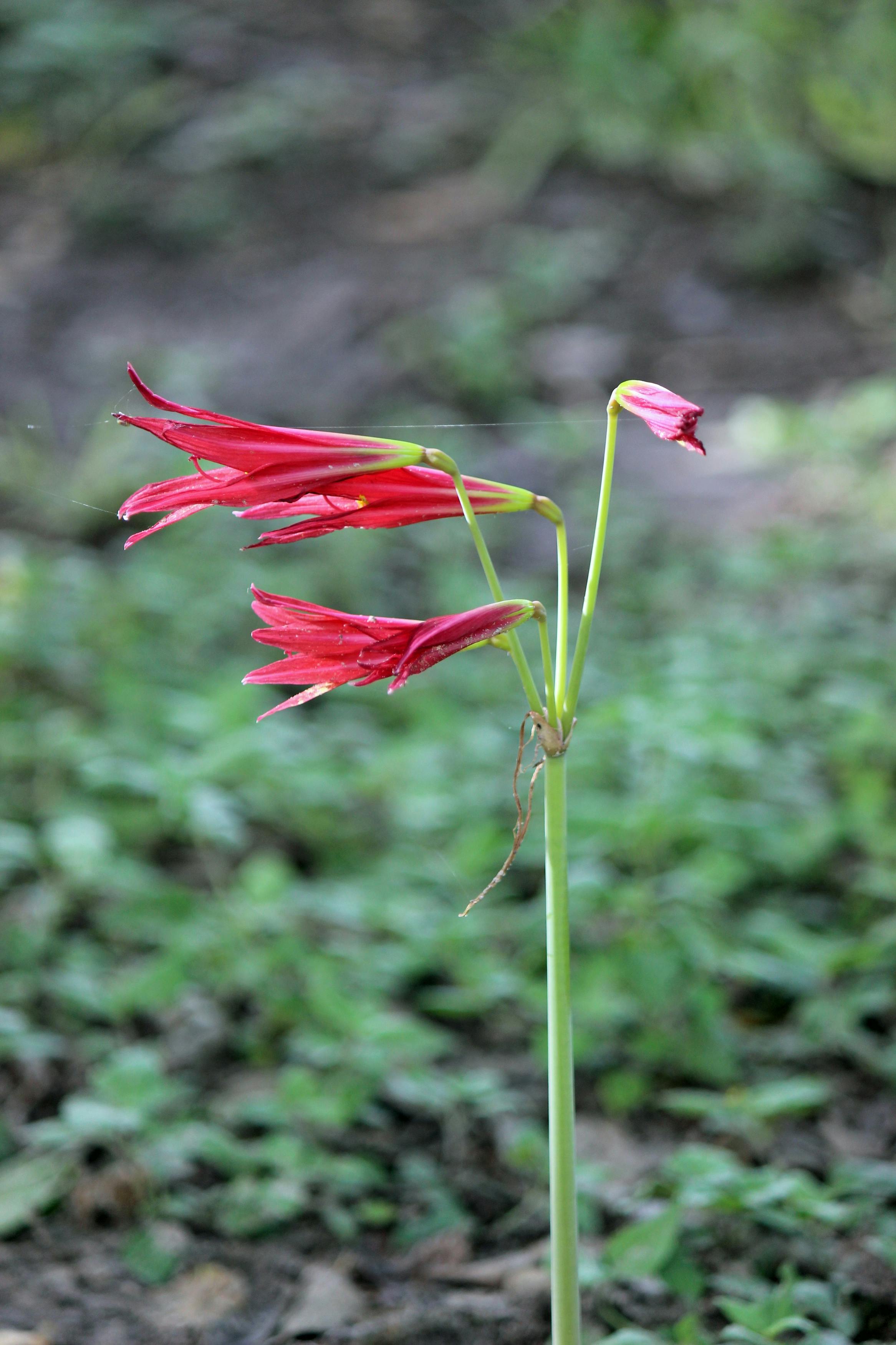 Close-up of Rafflesia Flower · Free Stock Photo