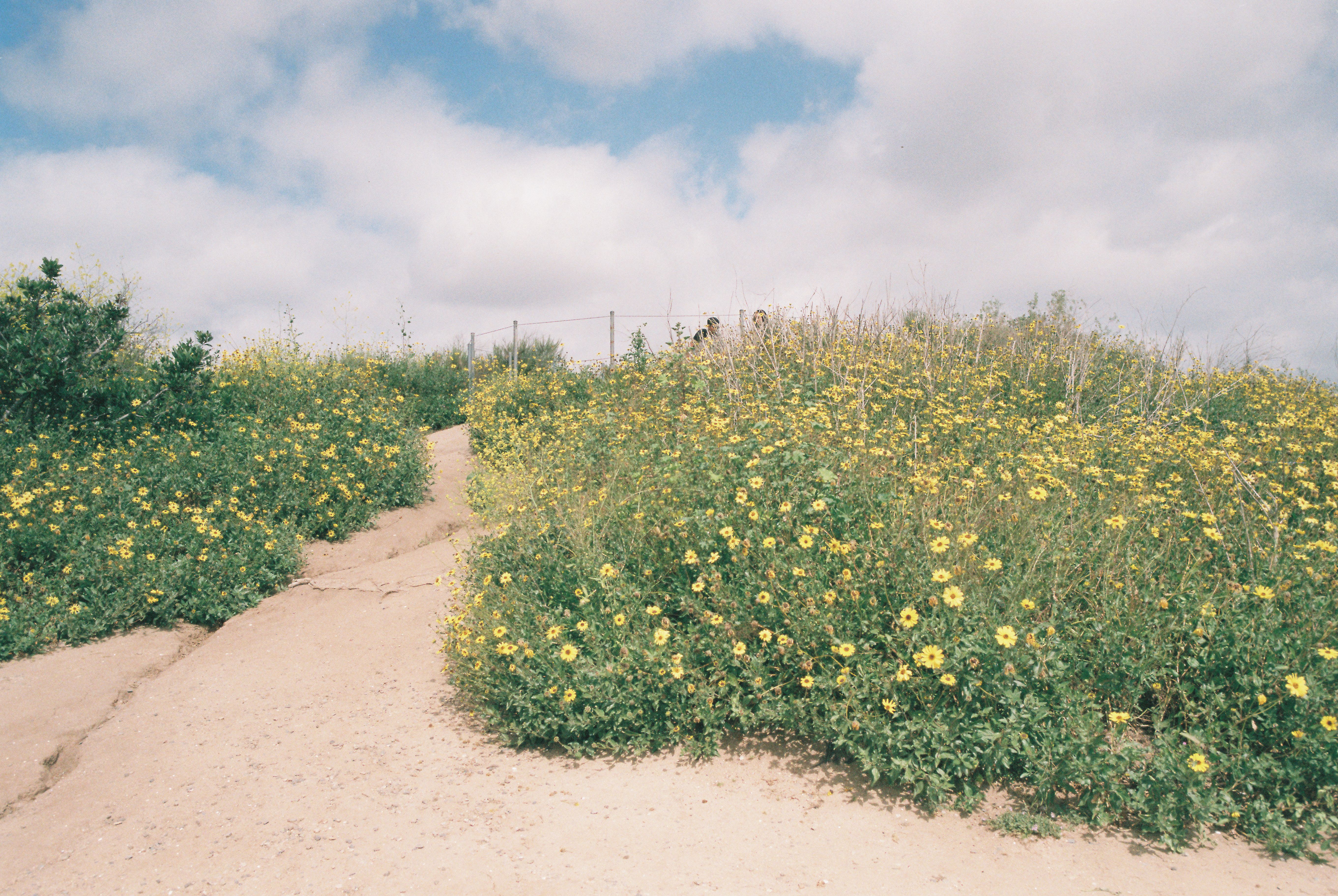 Path on a Sunny Field · Free Stock Photo