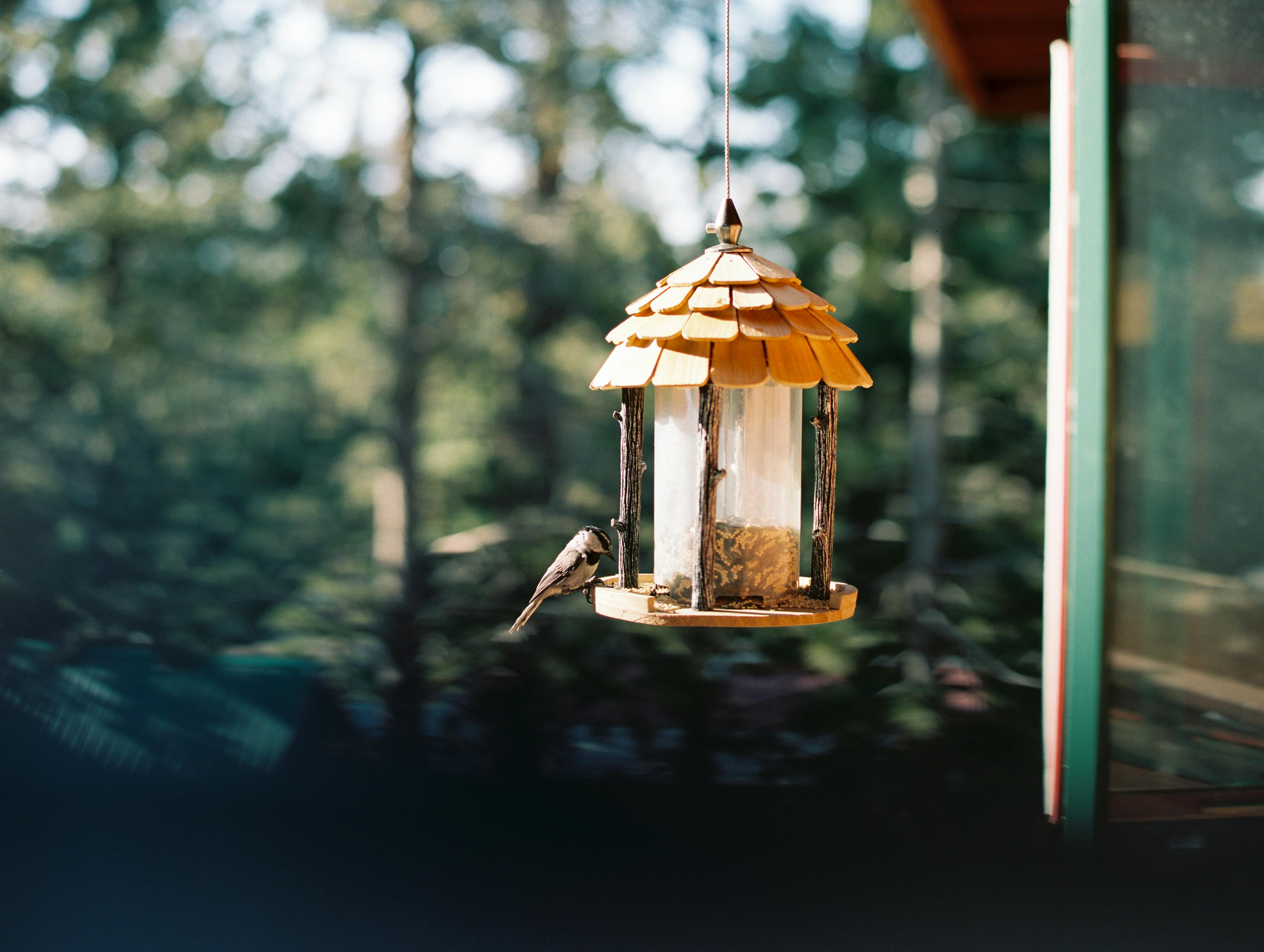 Chickadee Photos, Download The BEST Free Chickadee Stock Photos & HD Images