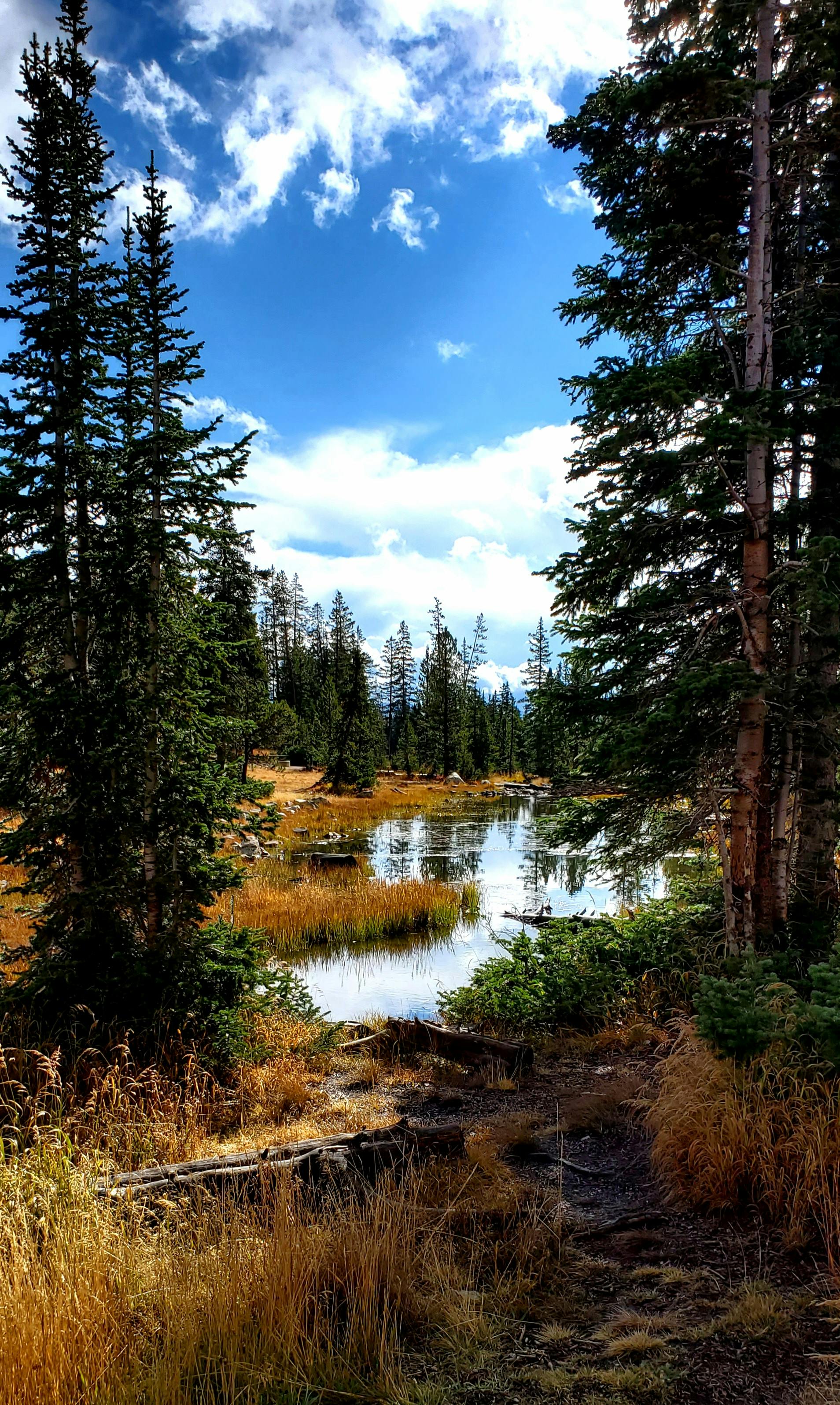 River between Trees · Free Stock Photo