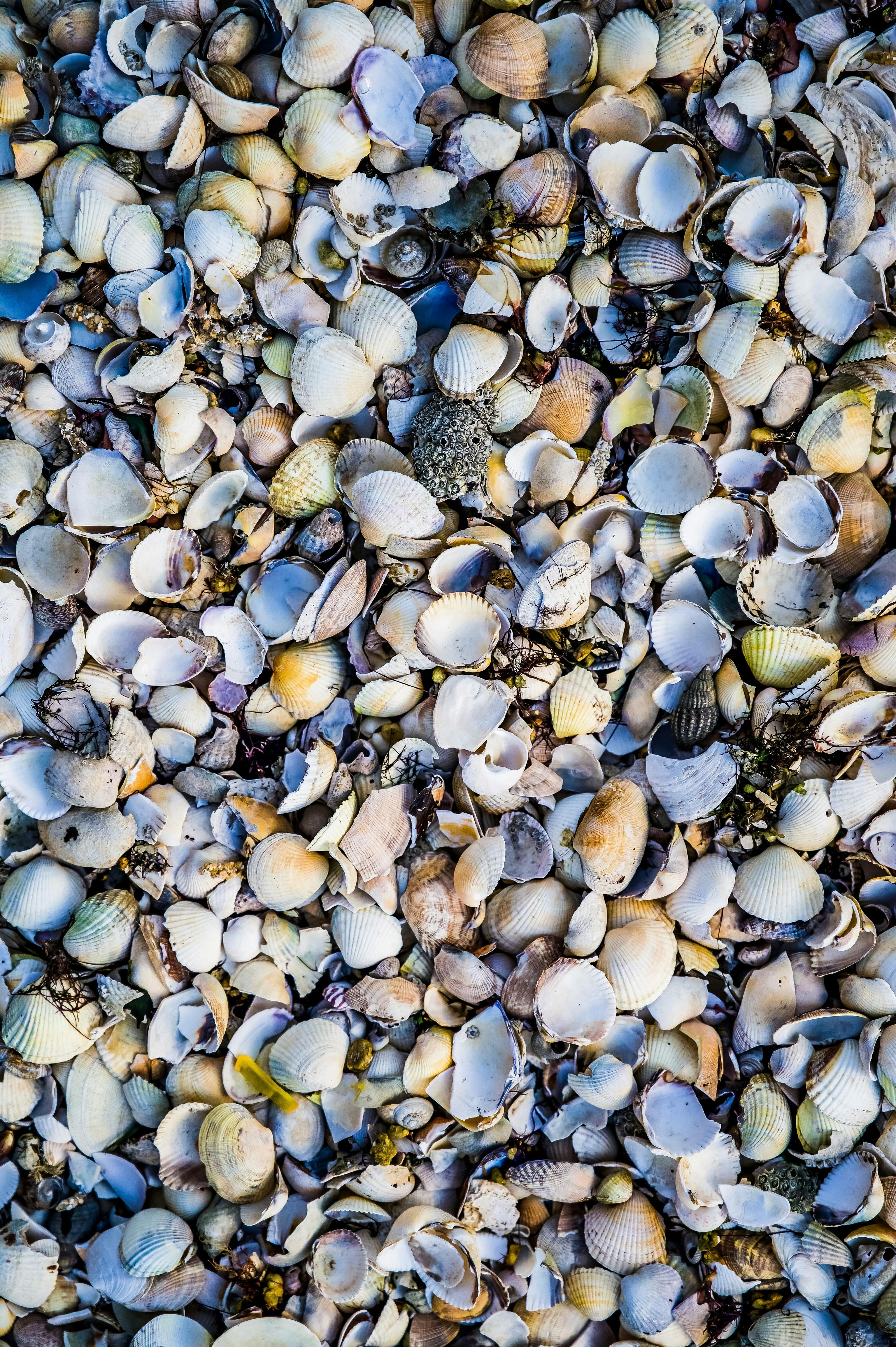 Photo of Seashells · Free Stock Photo