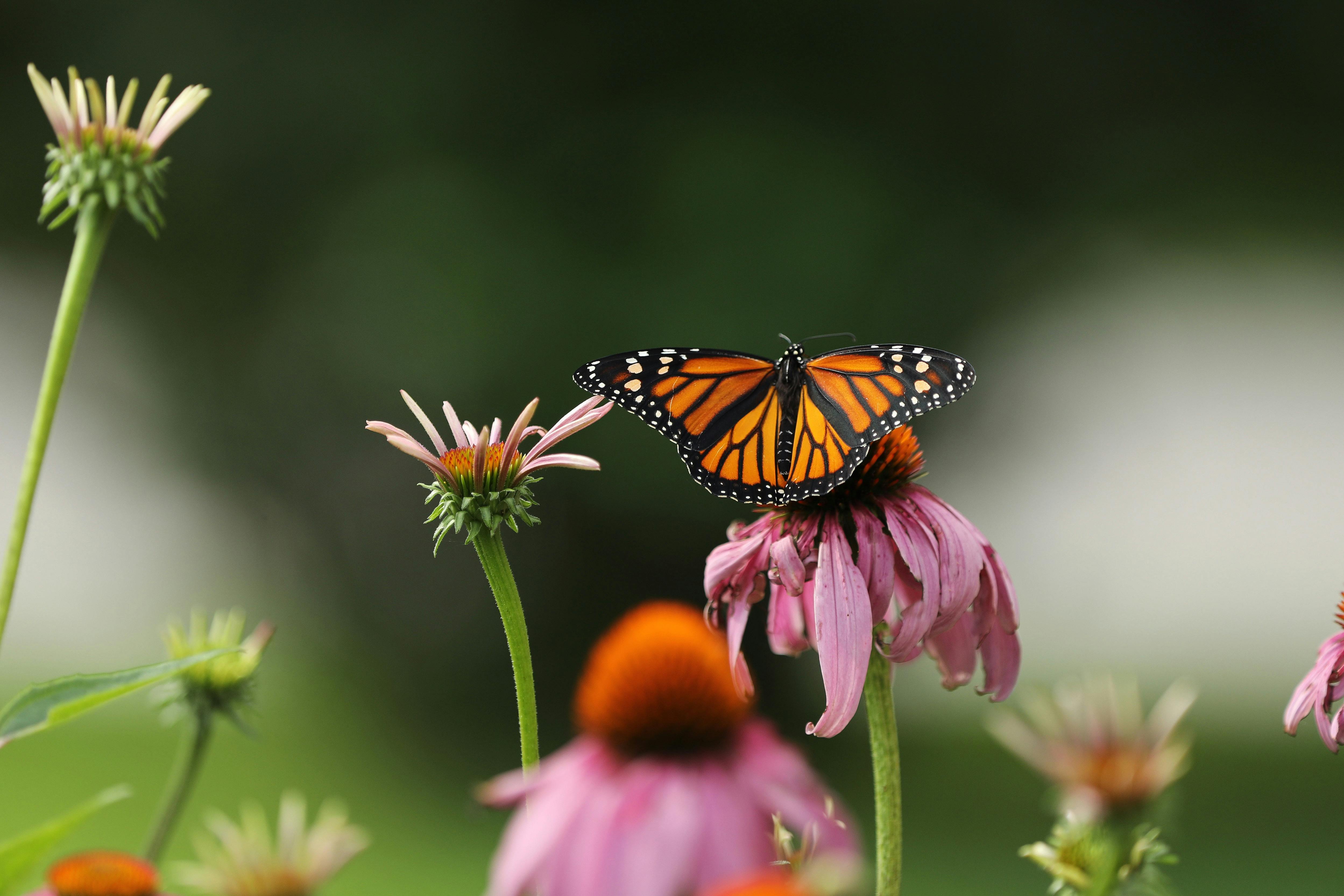 Close Up Photo of Butterfly on a Flower · Free Stock Photo