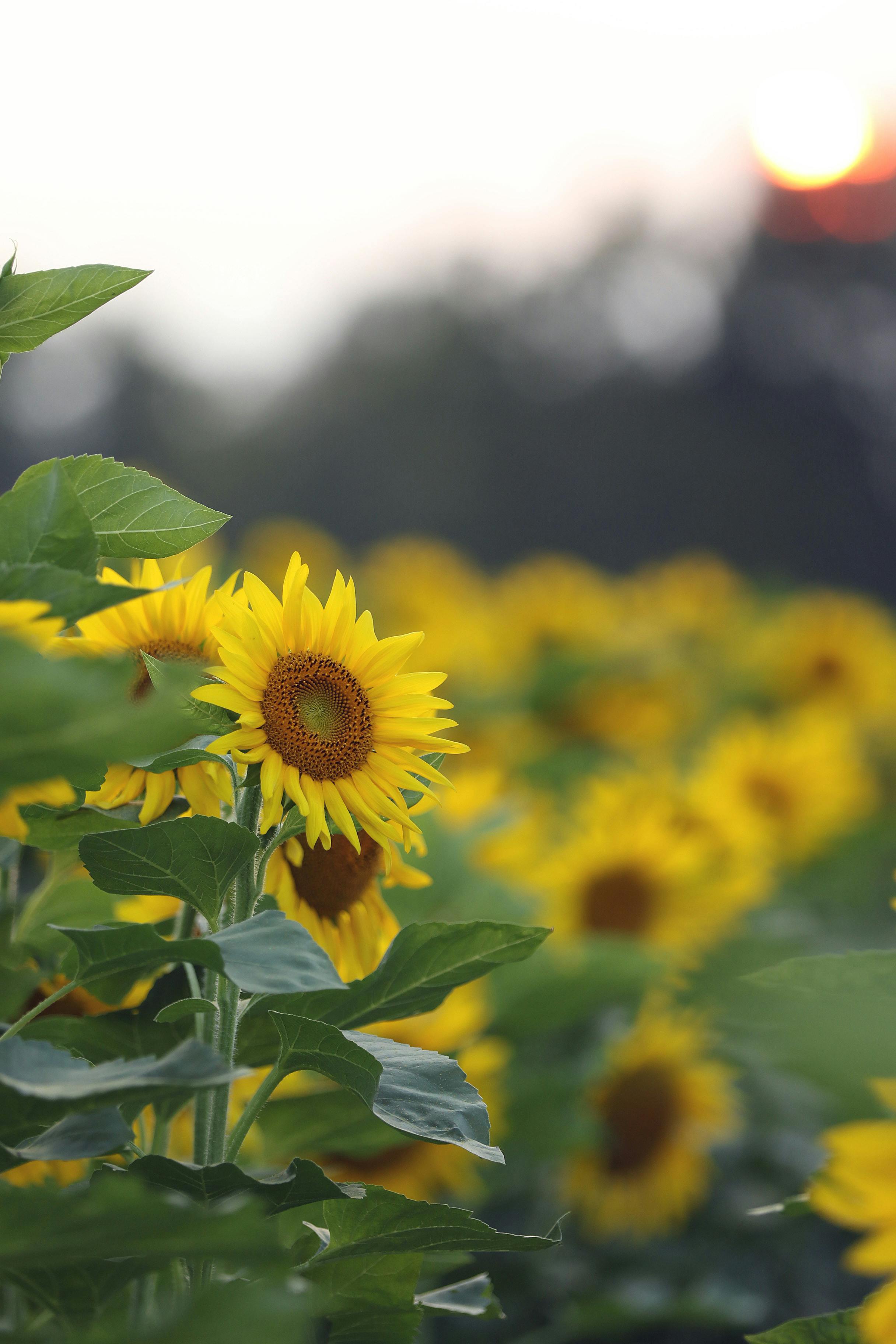 Close-up Photo of a Sunflower in Bloom · Free Stock Photo