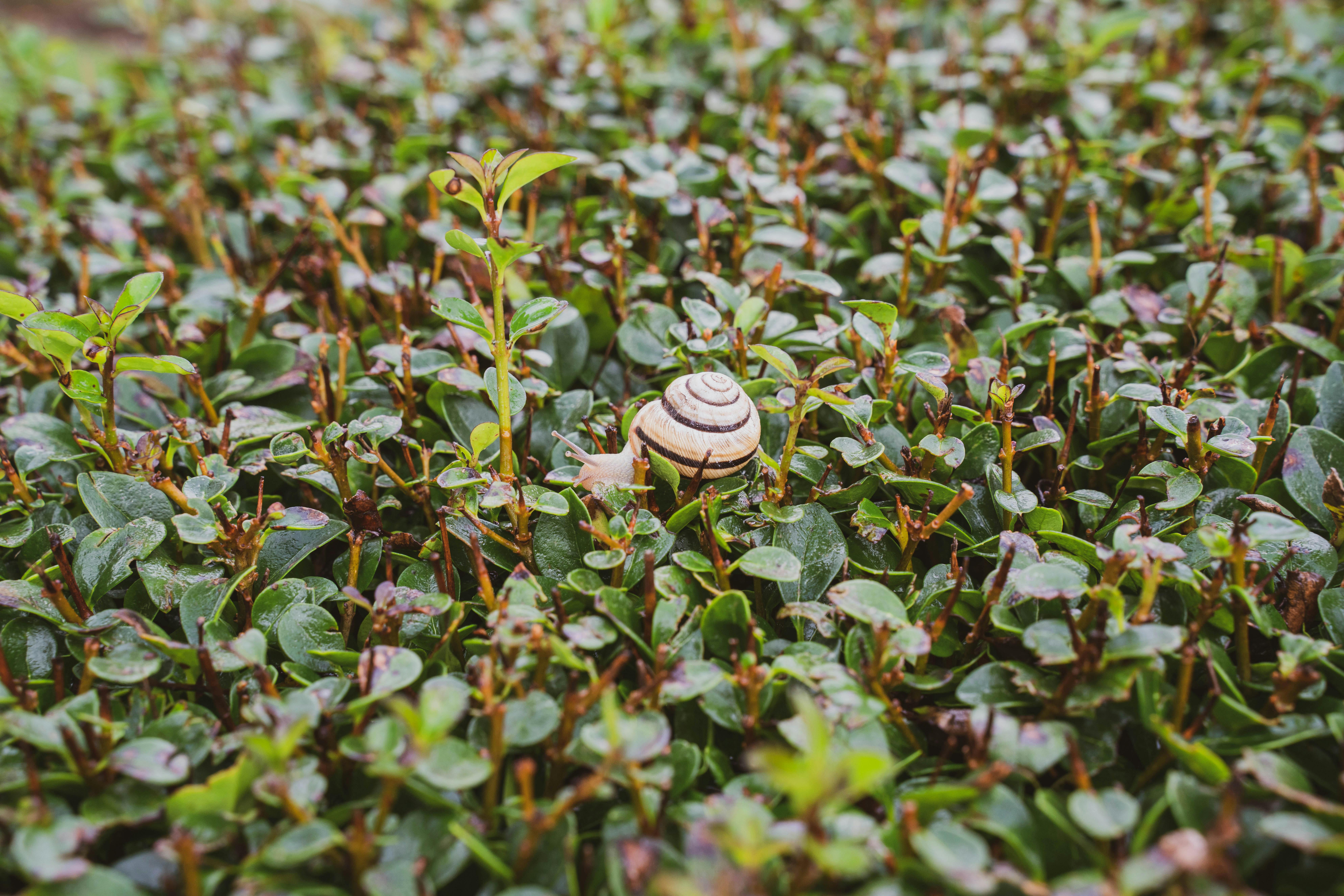 Photo of a Snail on Plants · Free Stock Photo