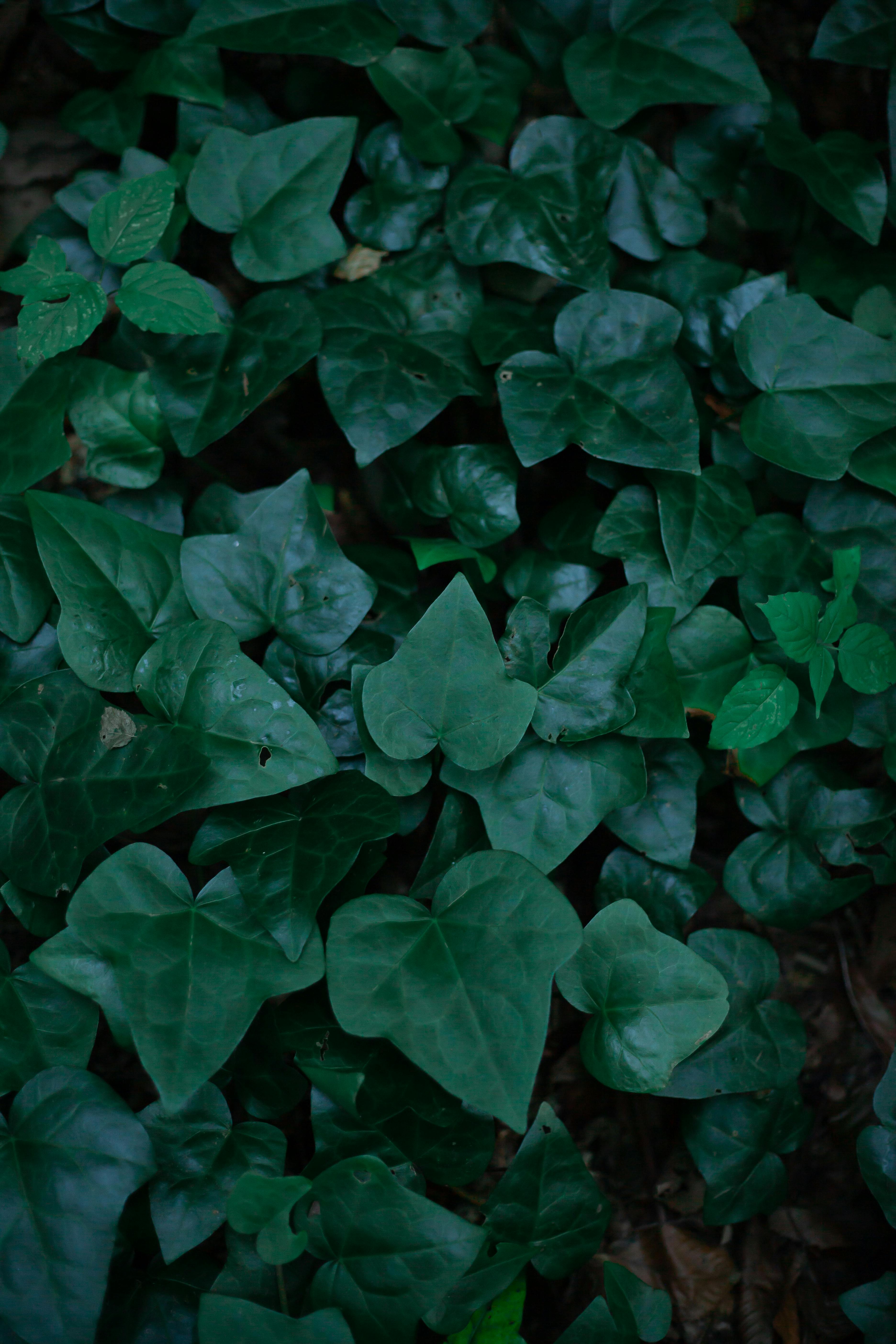 Foto stok gratis tentang alam, alami, botani, daun, daun daun hijau ...