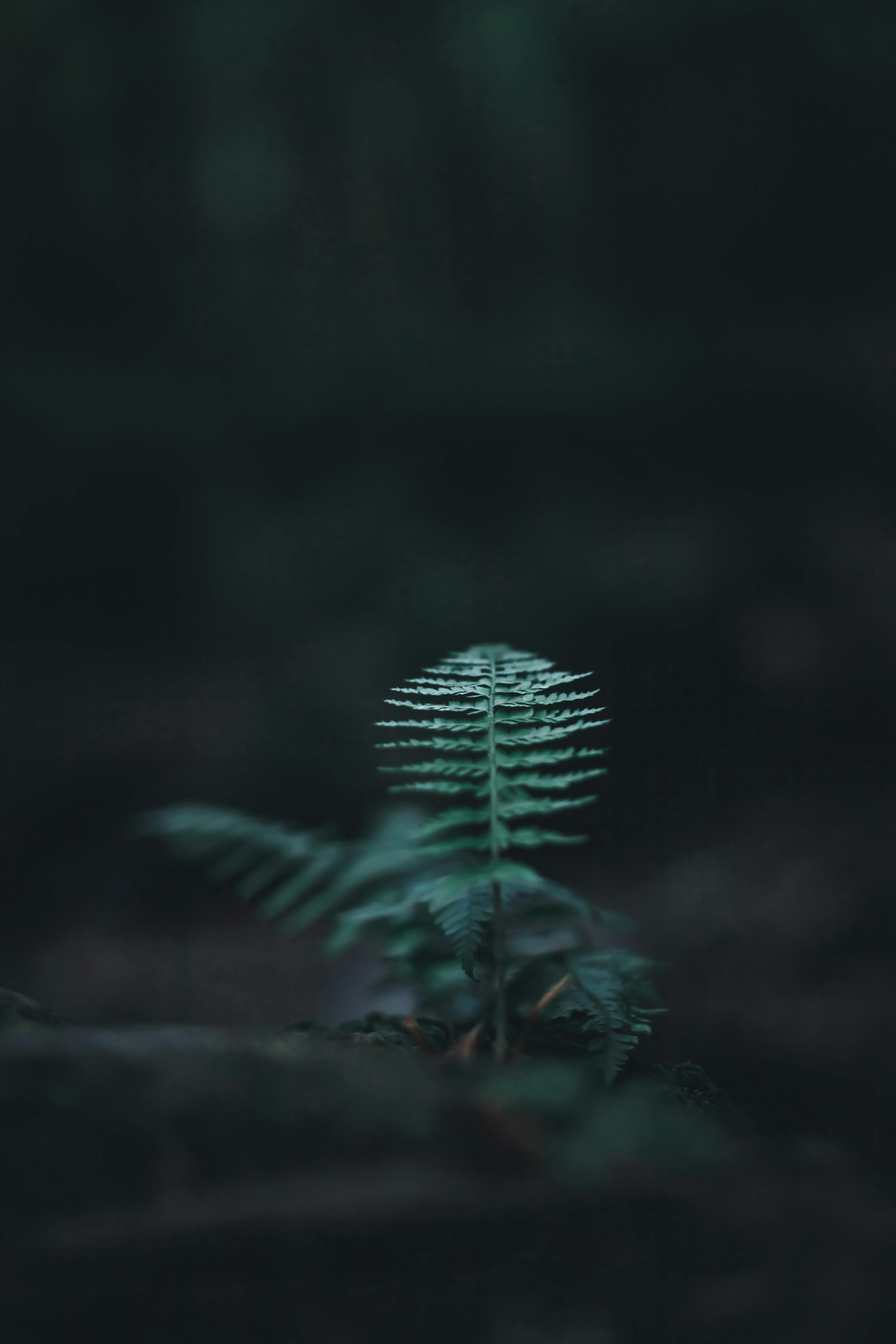 Ecology Picture Photos, Download The BEST Free Ecology Picture Stock ...