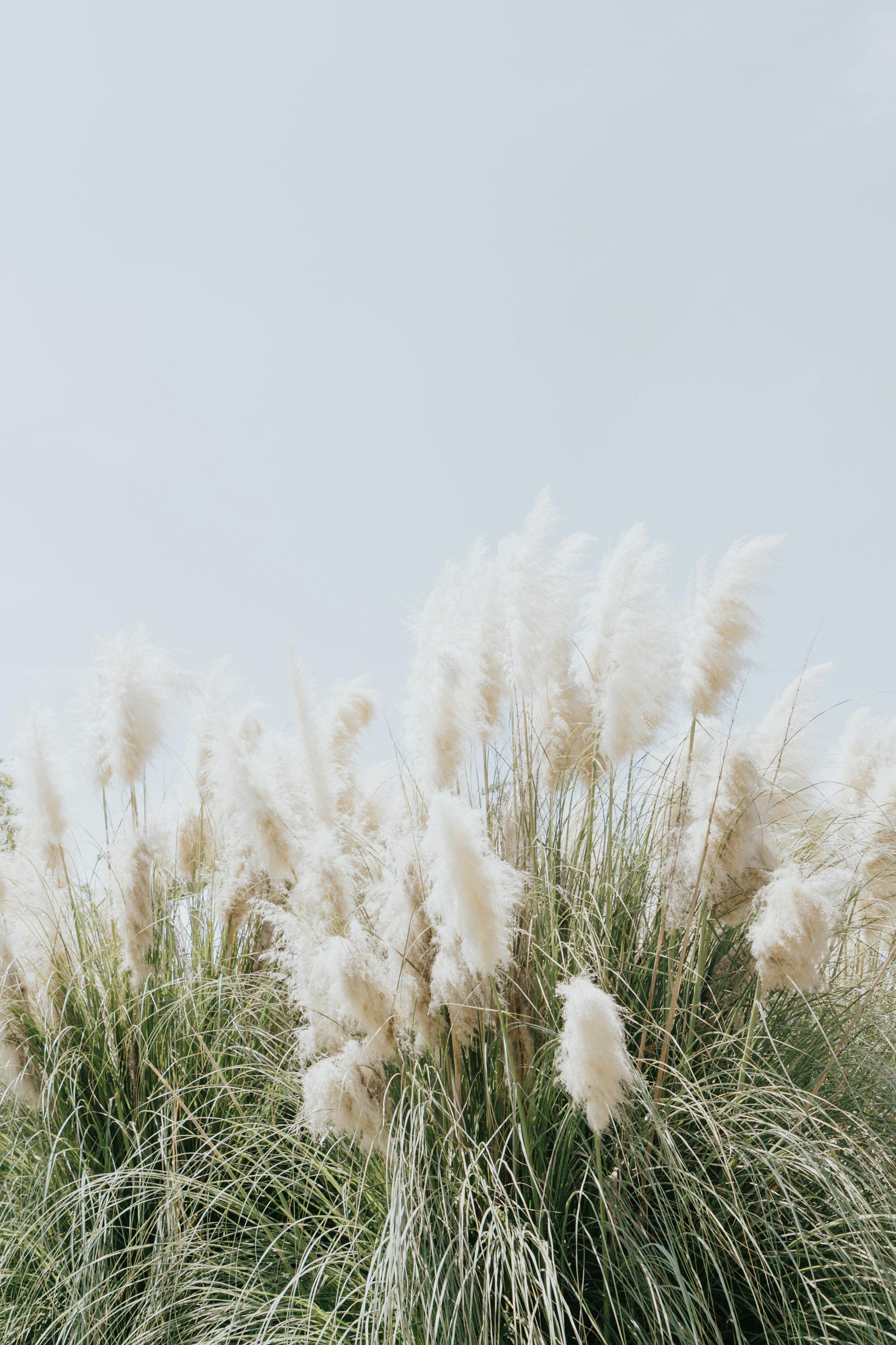 Dying Grass Wallpaper Photos, Download The BEST Free Dying Grass ...