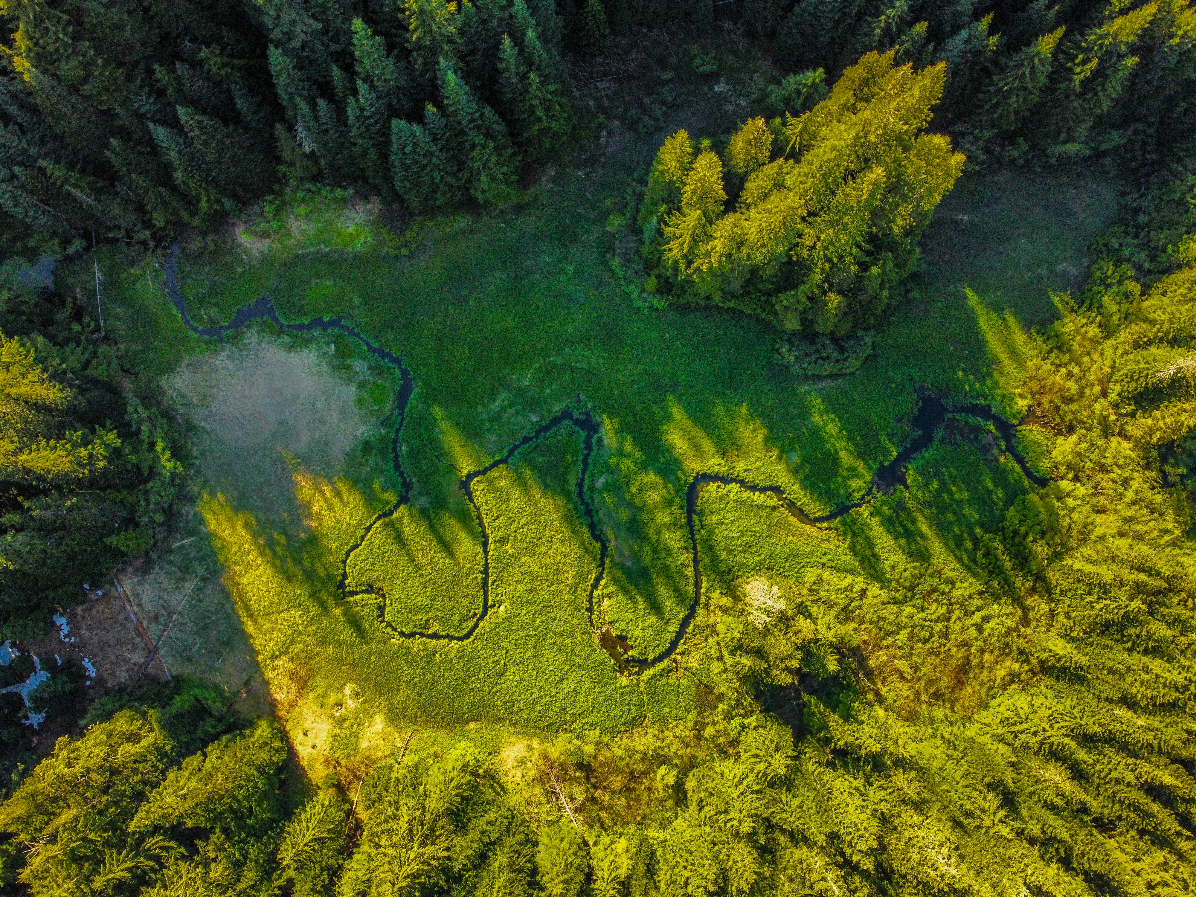 Aerial Photography of Green Trees in the Forest · Free Stock Photo