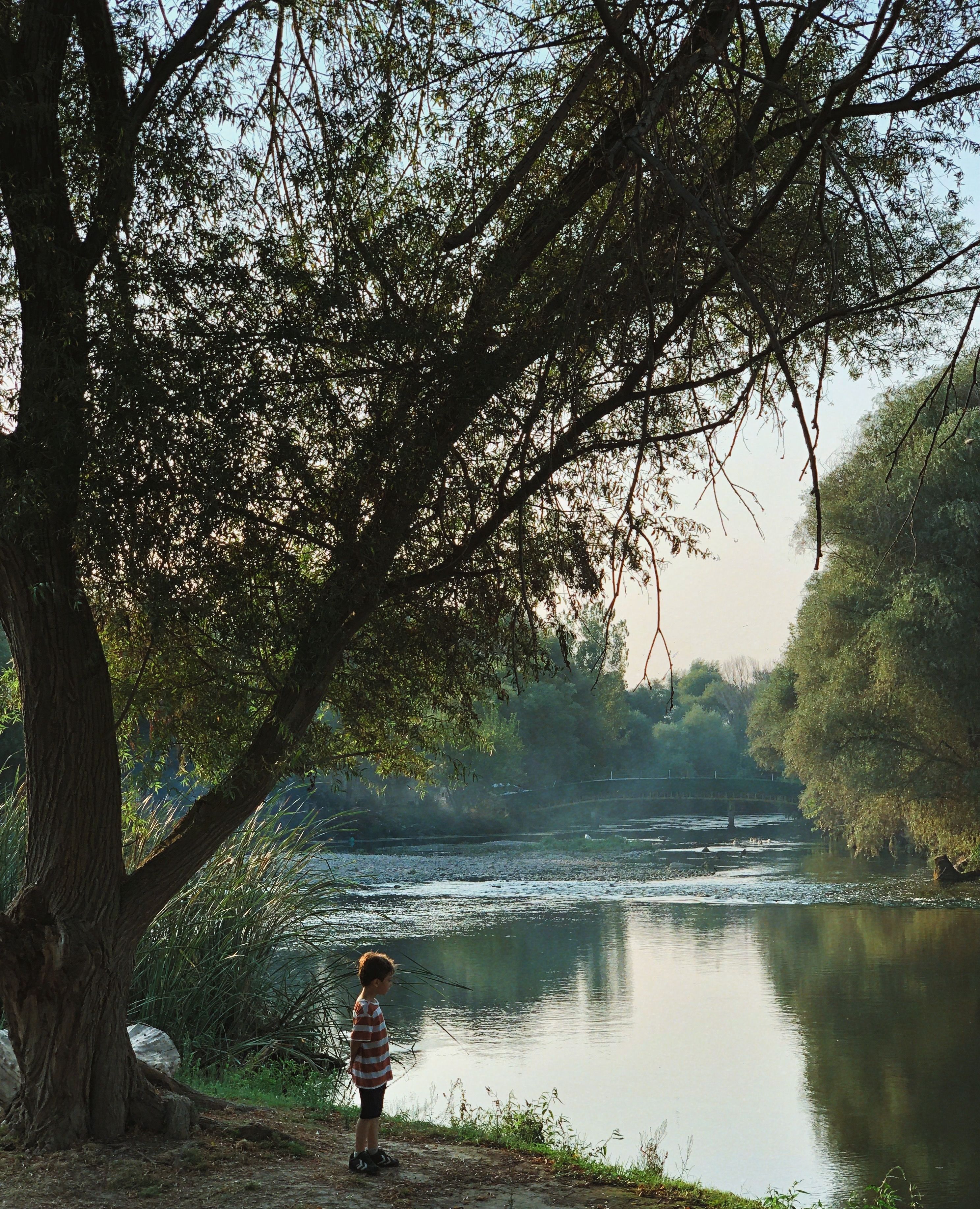 Boy Standing by a Lake, and Trees Reflecting in Water · Free Stock Photo