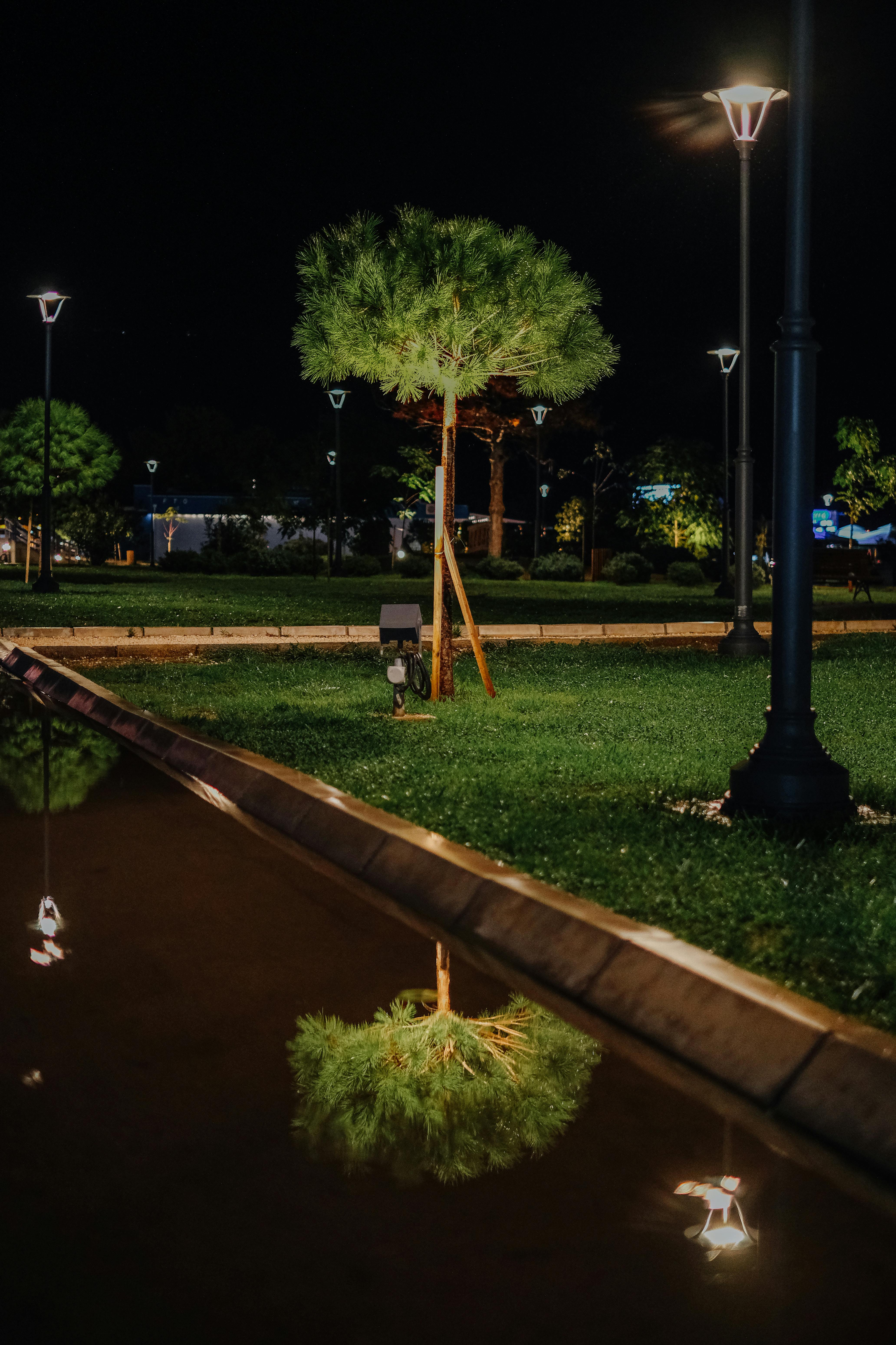 Green Trees in the Park during Night Time · Free Stock Photo
