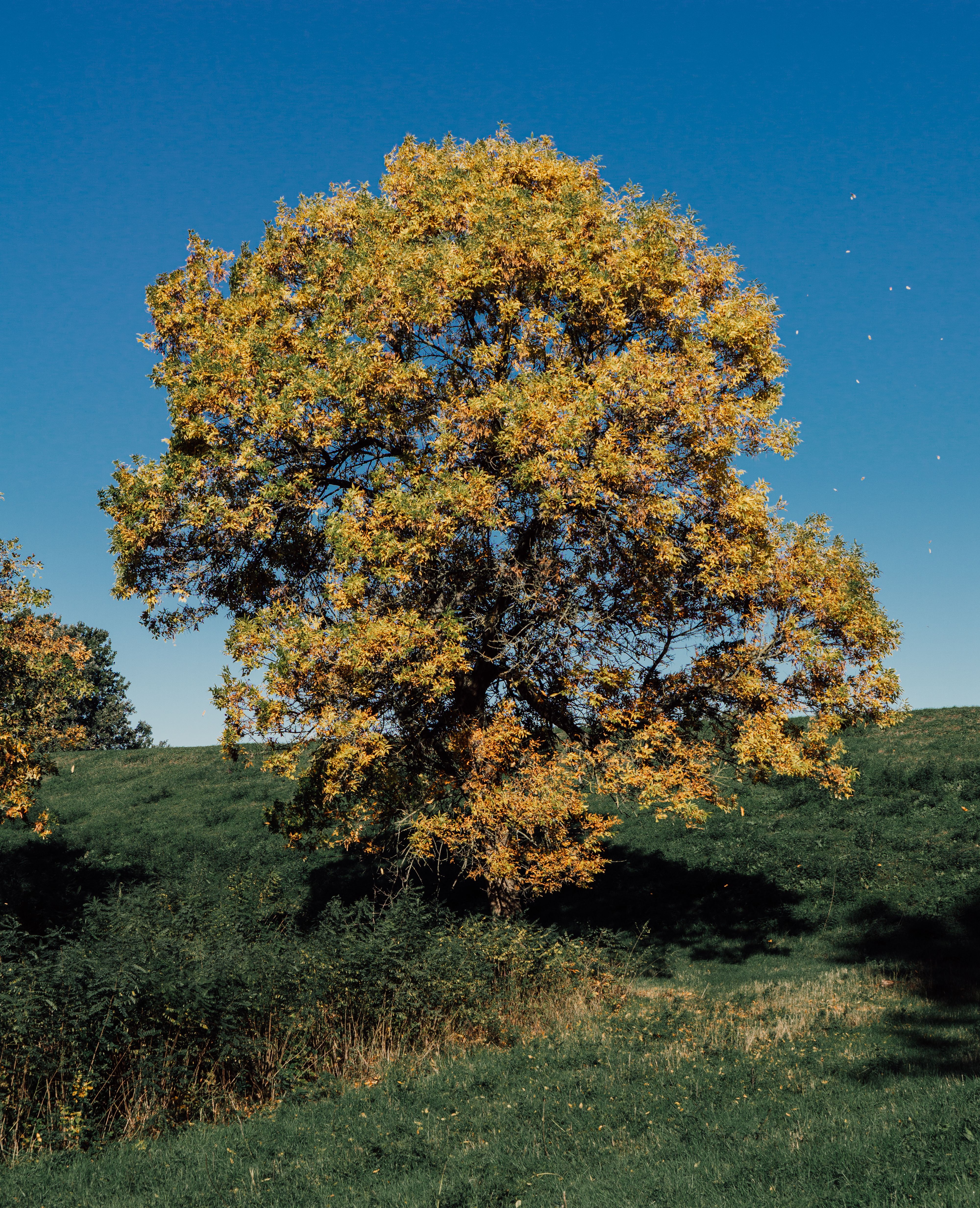Green Tree in the Grass Land · Free Stock Photo