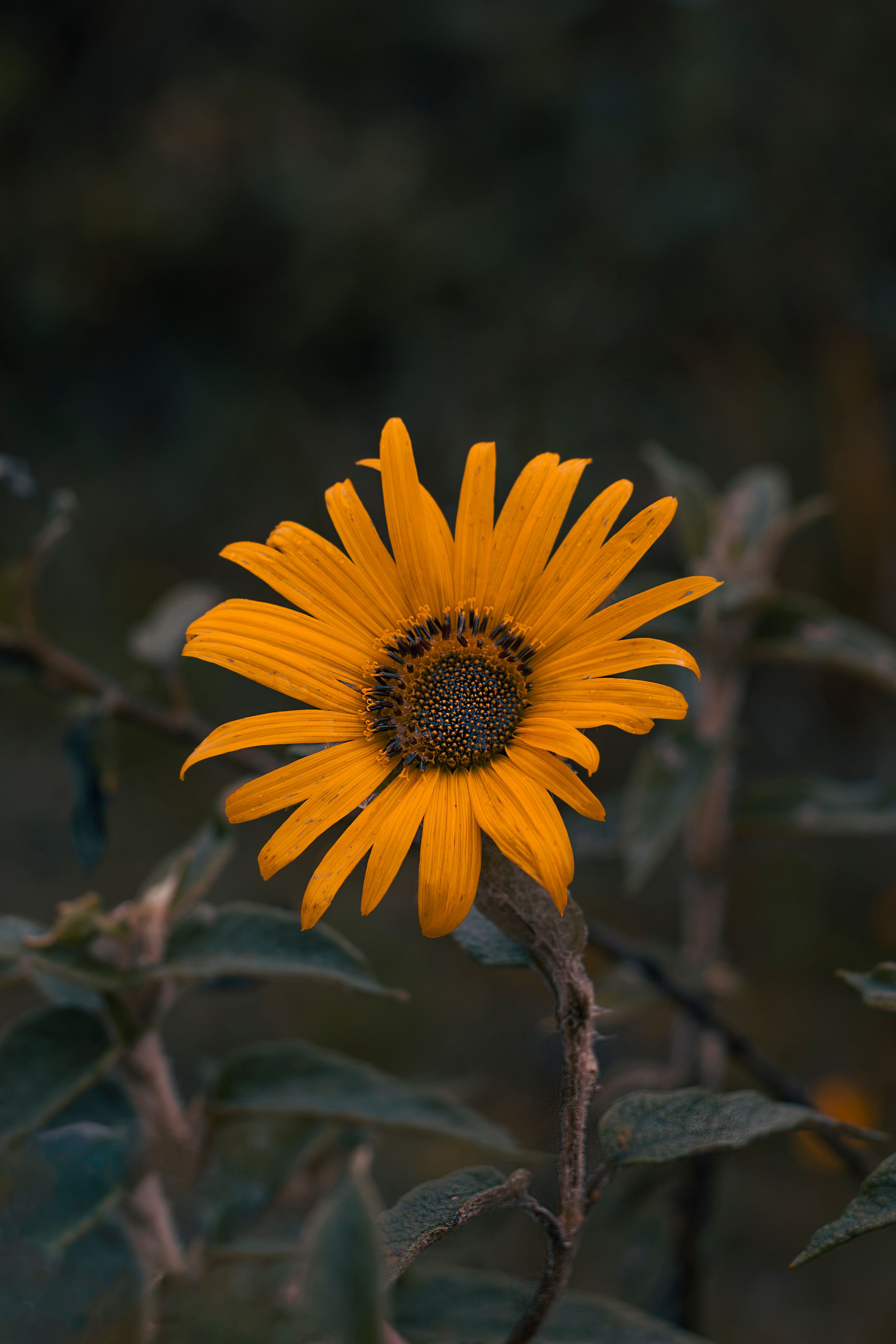 Blooming African Daisy Close-Up Photo · Free Stock Photo