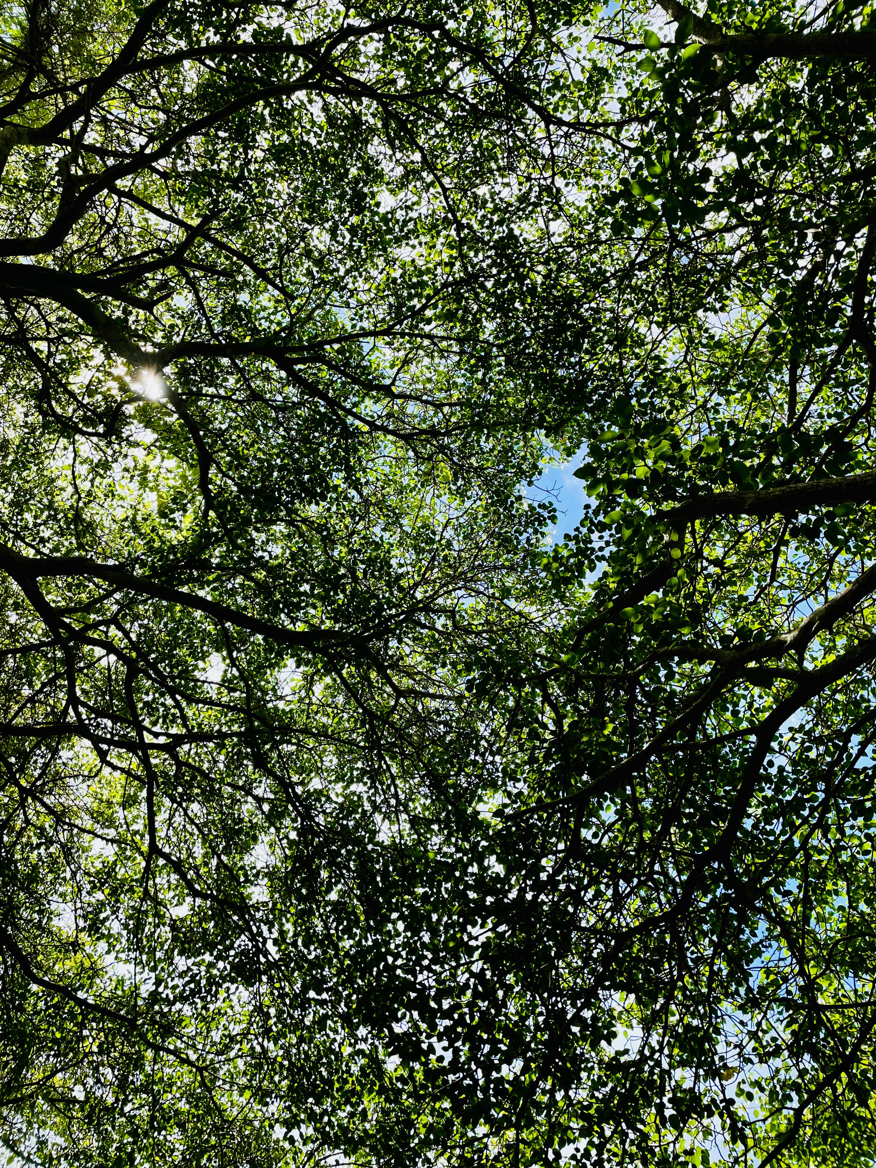 Low Angle Shot of Trees · Free Stock Photo