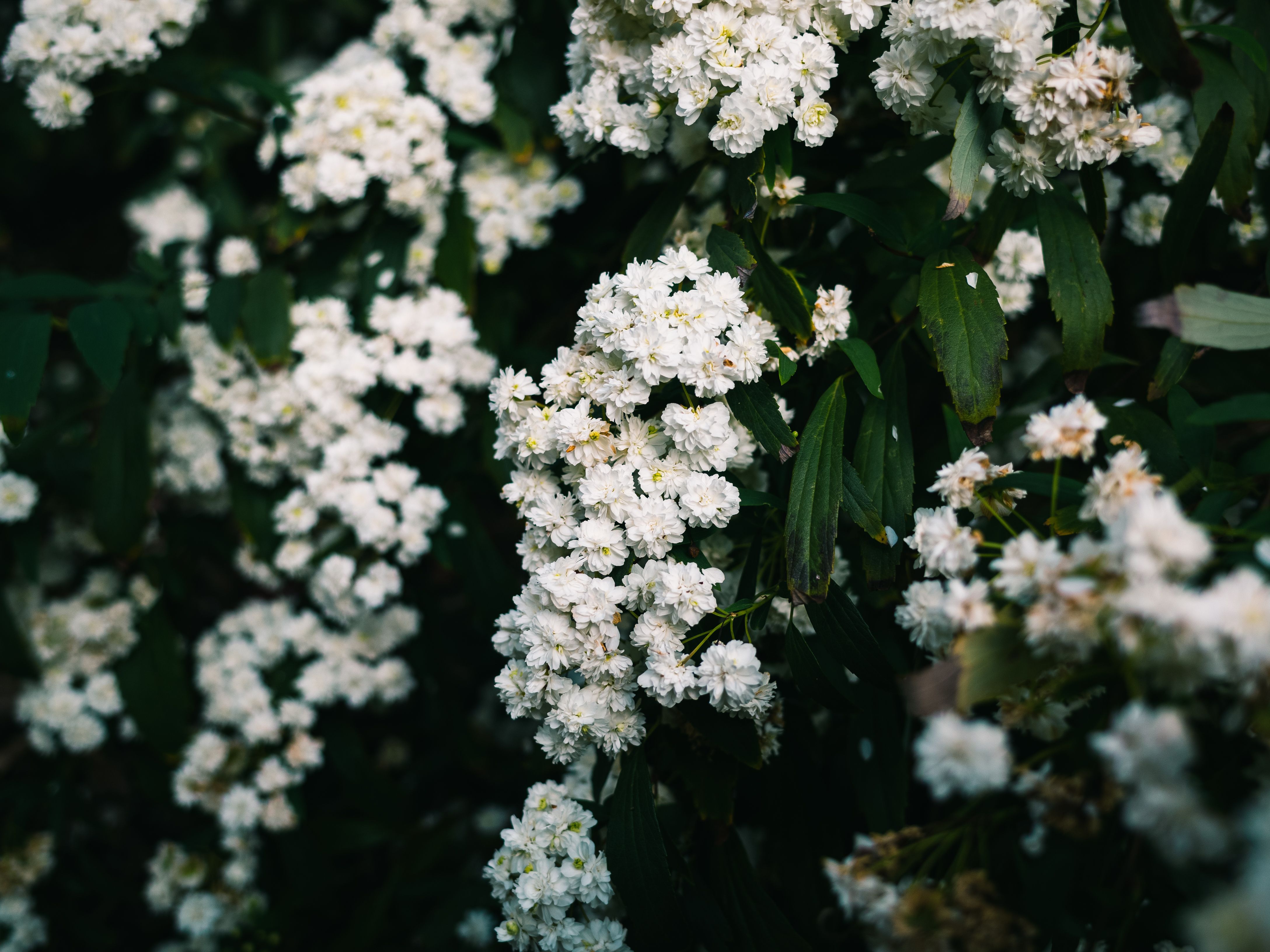 White Flowers in Bloom · Free Stock Photo