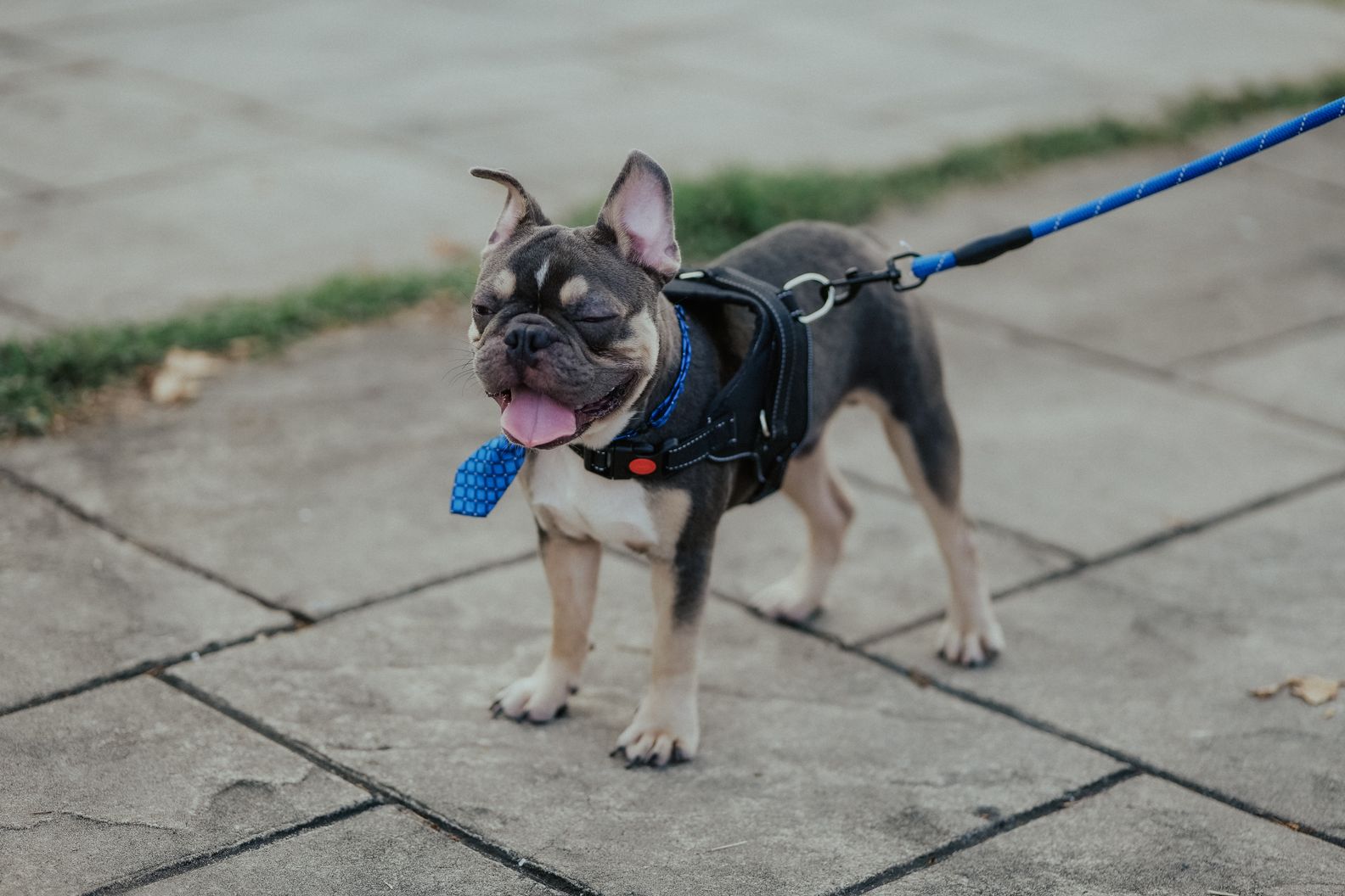 Discovering the French Pug: History, Care, and Fun Facts