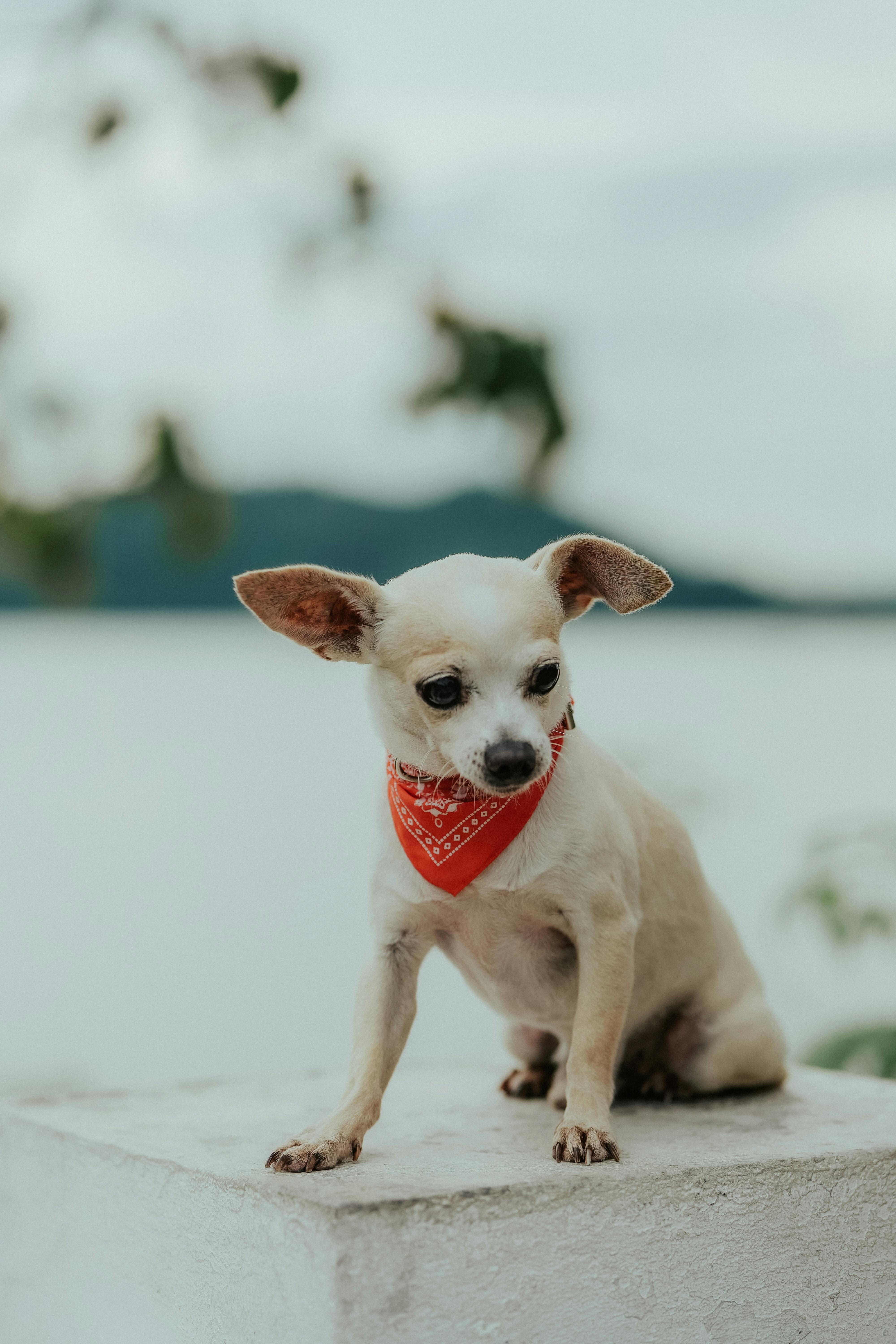 Close-Up Photo of Brown Aspin Dog · Free Stock Photo