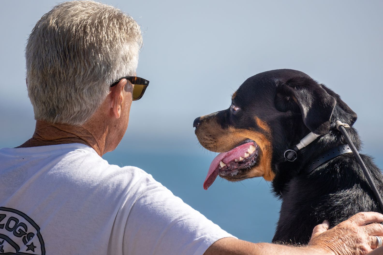 Old Friends Senior Dog Sanctuary: Caring for Aging Canines
