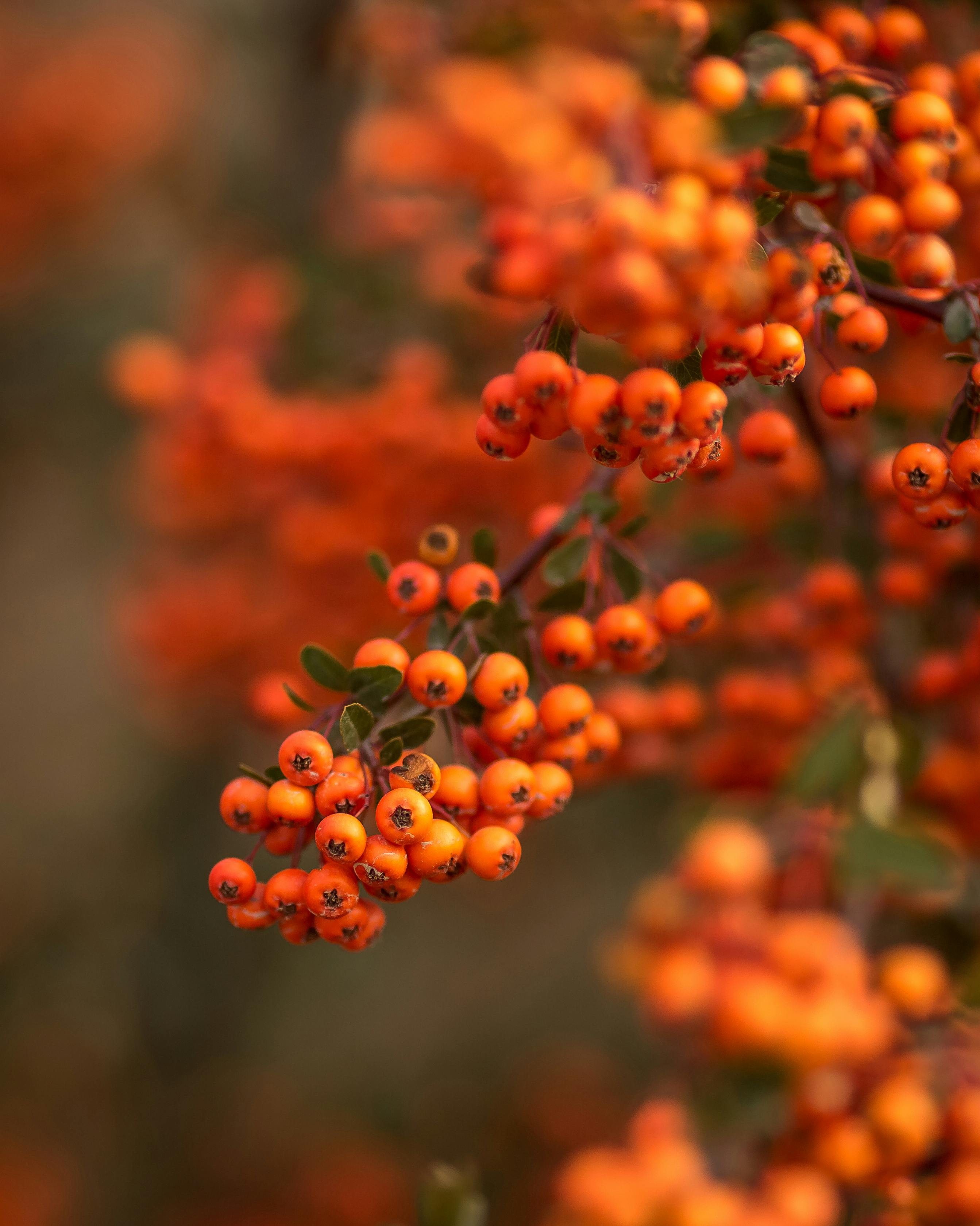 Orange Round Fruits in Close Up Photography · Free Stock Photo