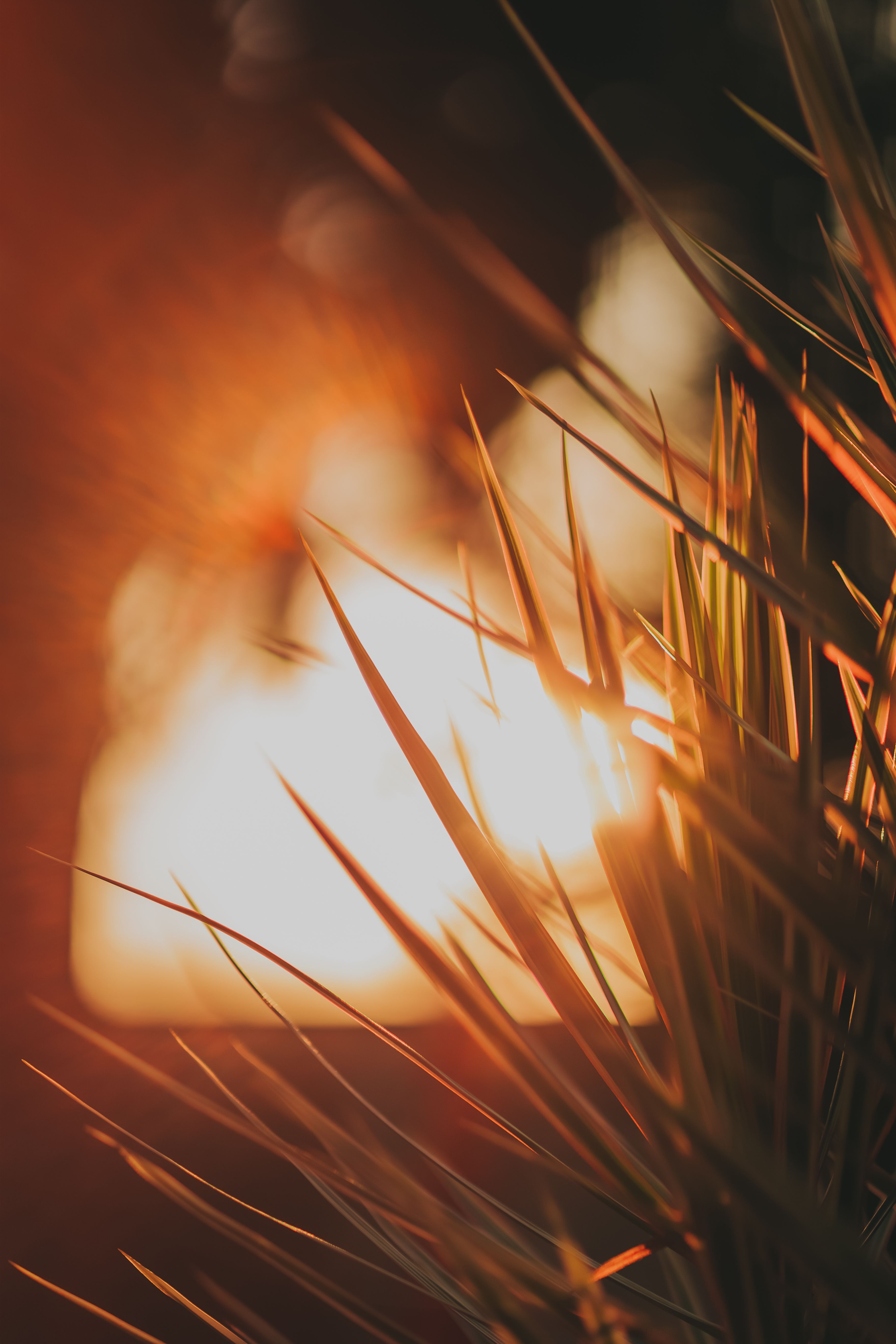 Pointy Leaves of a Plant · Free Stock Photo