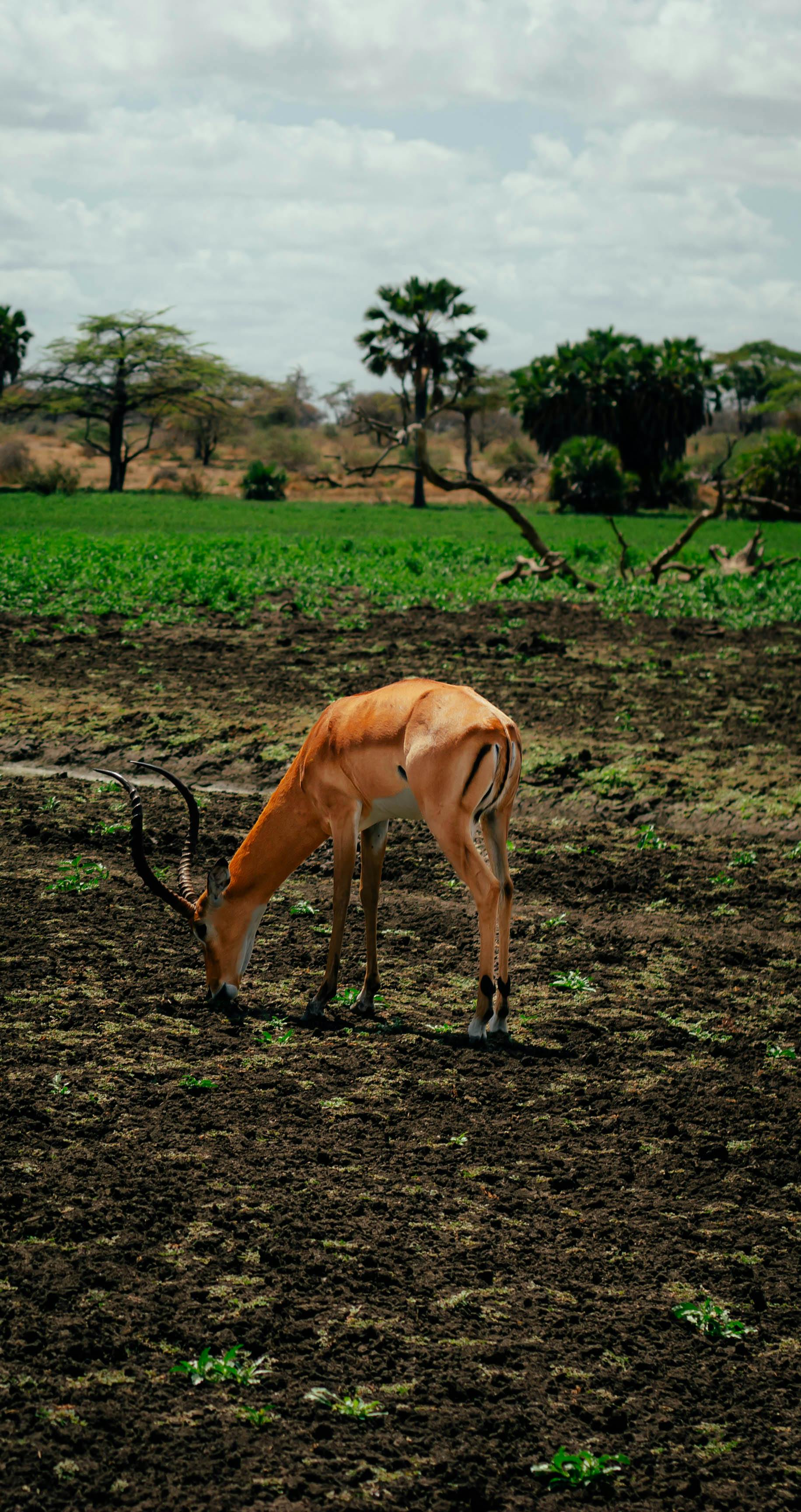 Portrait of Impala · Free Stock Photo