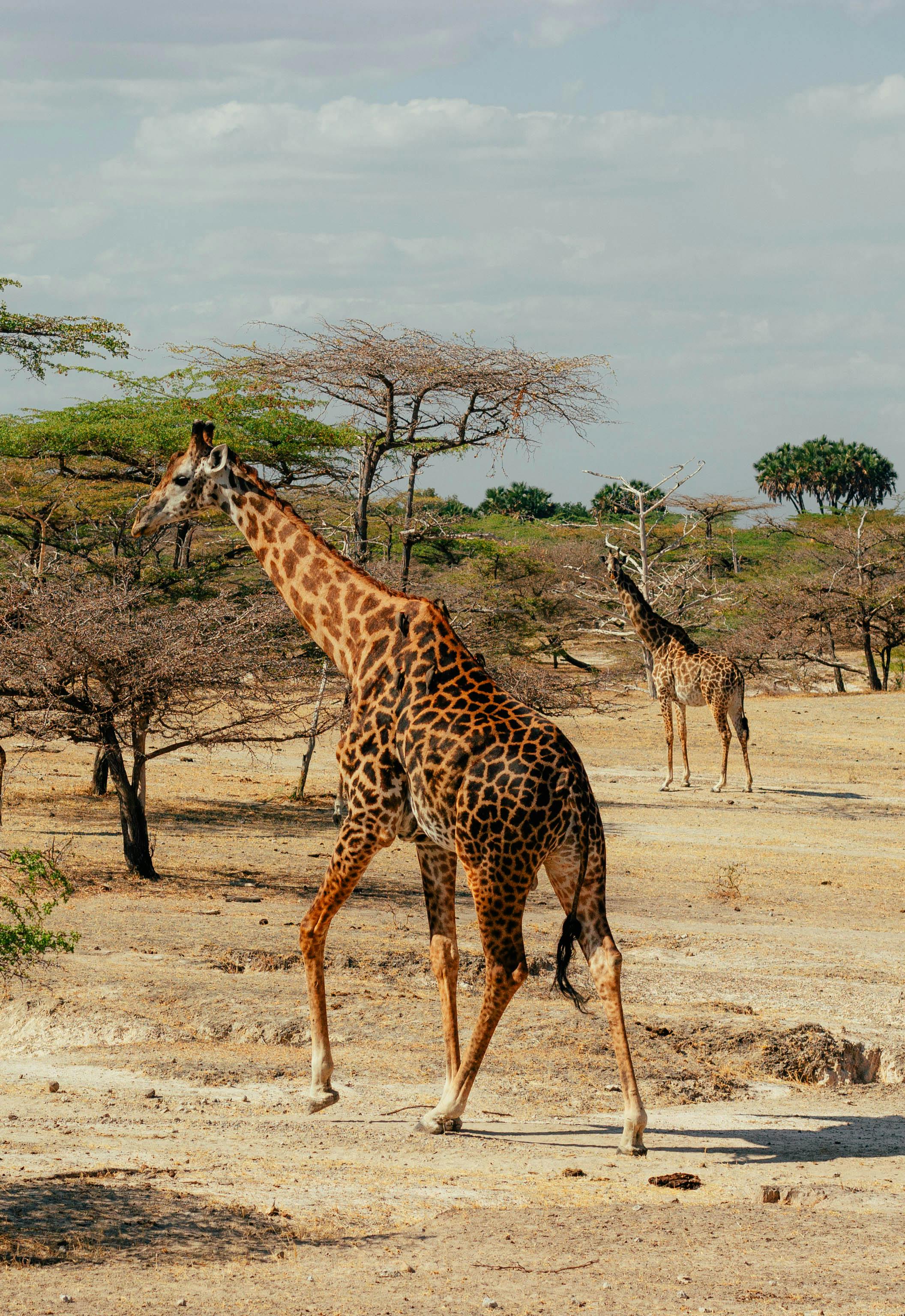 Two Giraffes Standing Near Trees · Free Stock Photo