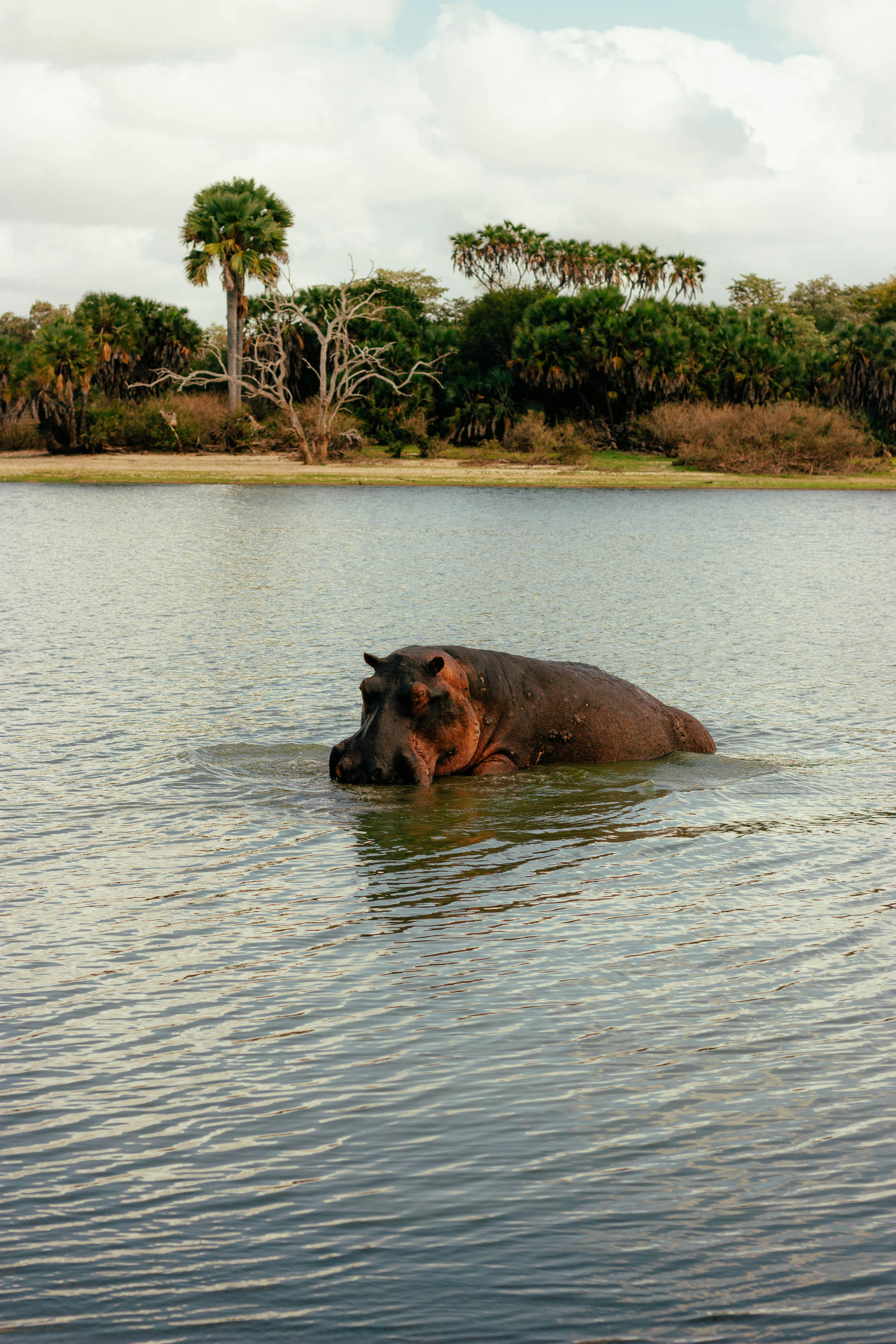 Black Hippopotamus Laying on Ground during Daytime · Free Stock Photo