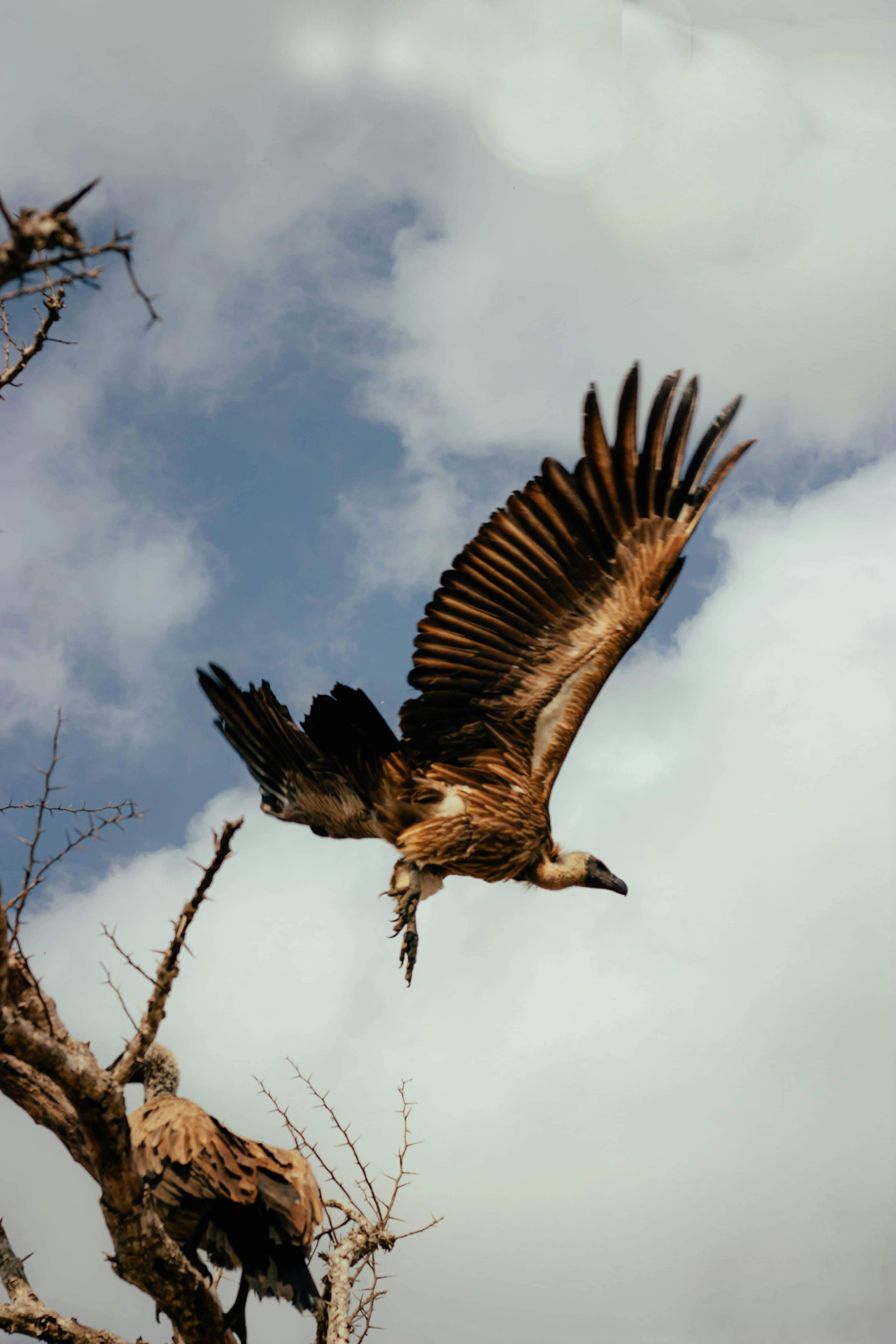 Vulture in Flight · Free Stock Photo