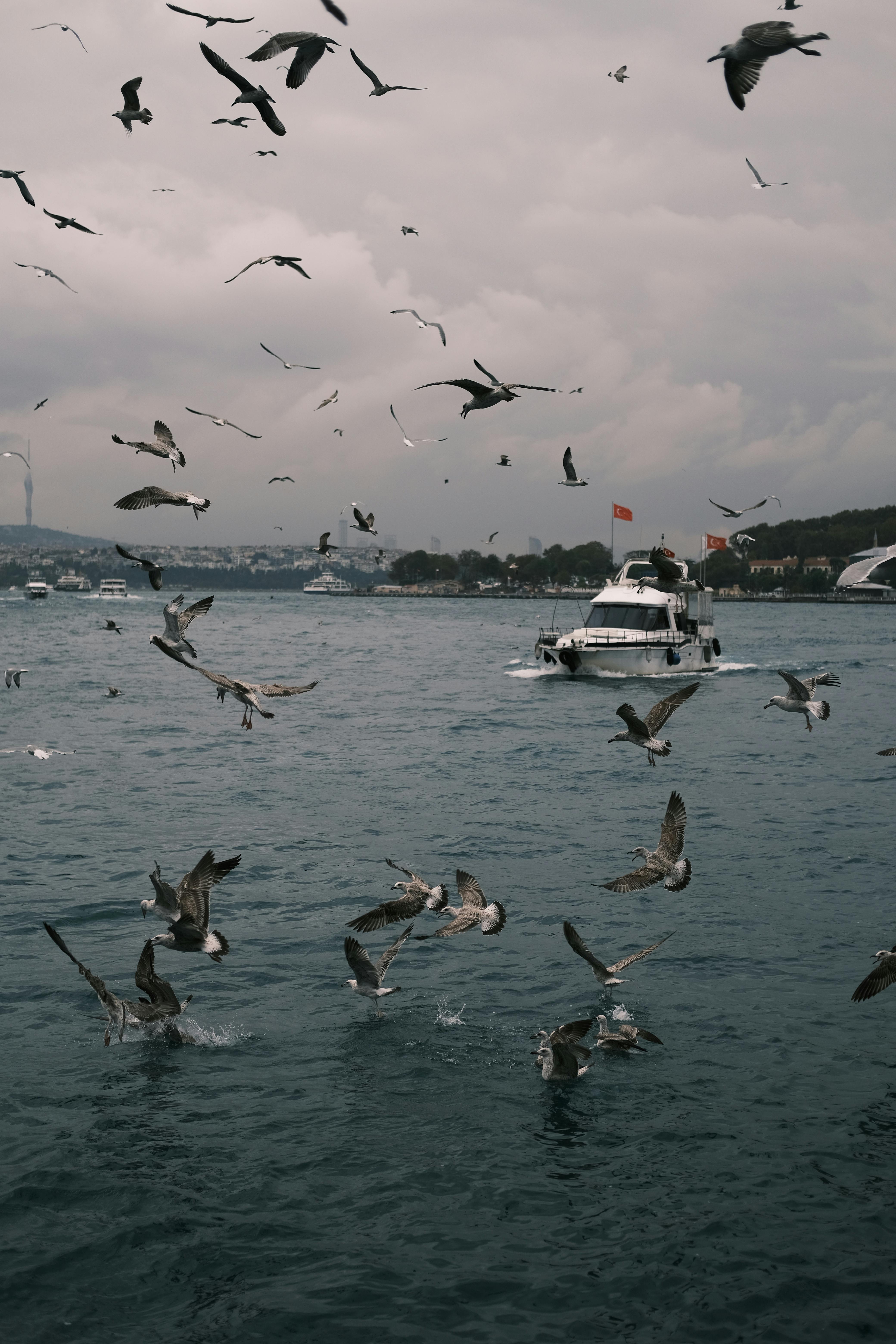 Flock of Birds Flying over the Ocean near the Sailing Boat · Free Stock ...