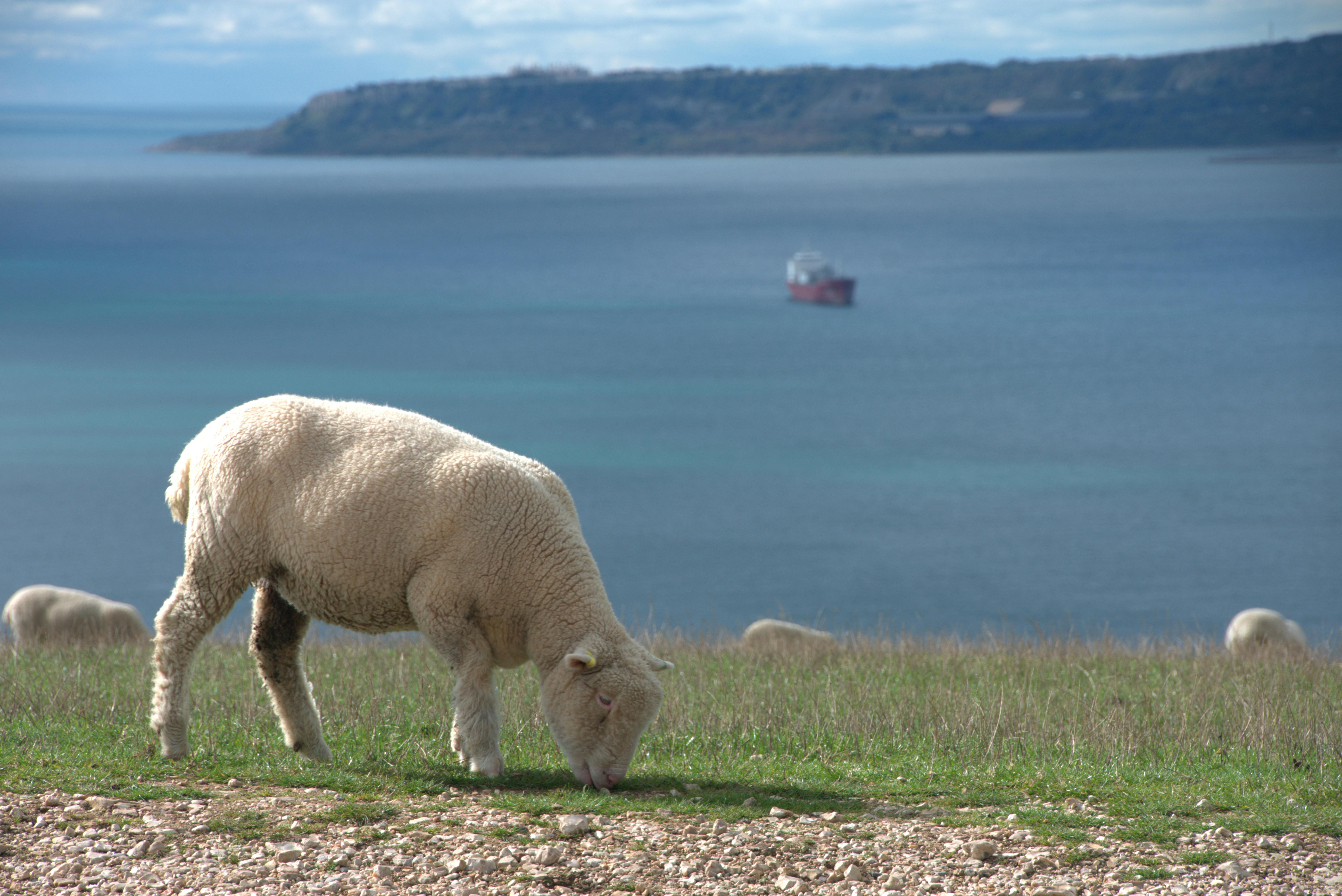 Devon Closewool Sheep Grazing on Grass Field · Free Stock Photo