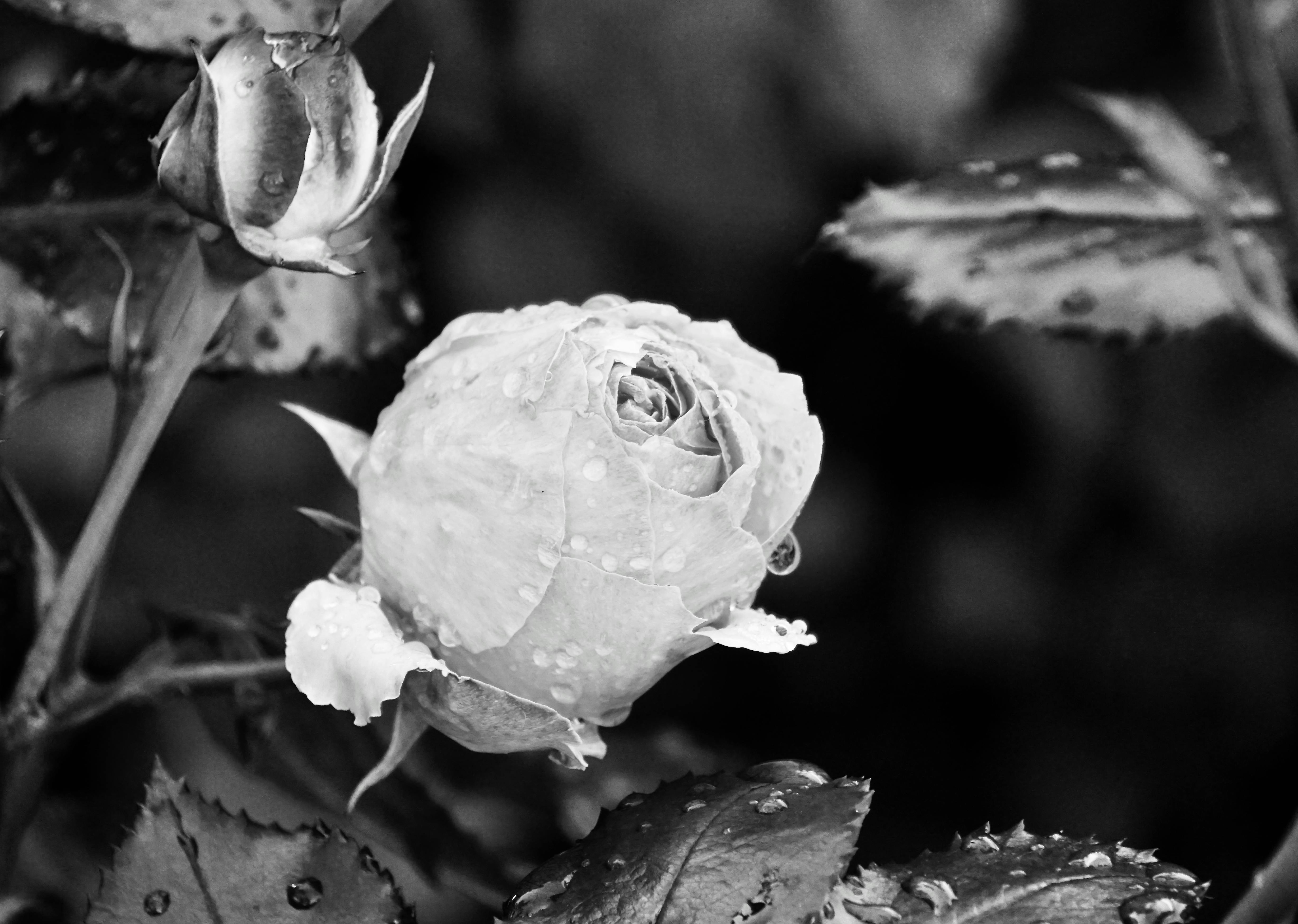 Grayscale Photo of a Rose · Free Stock Photo