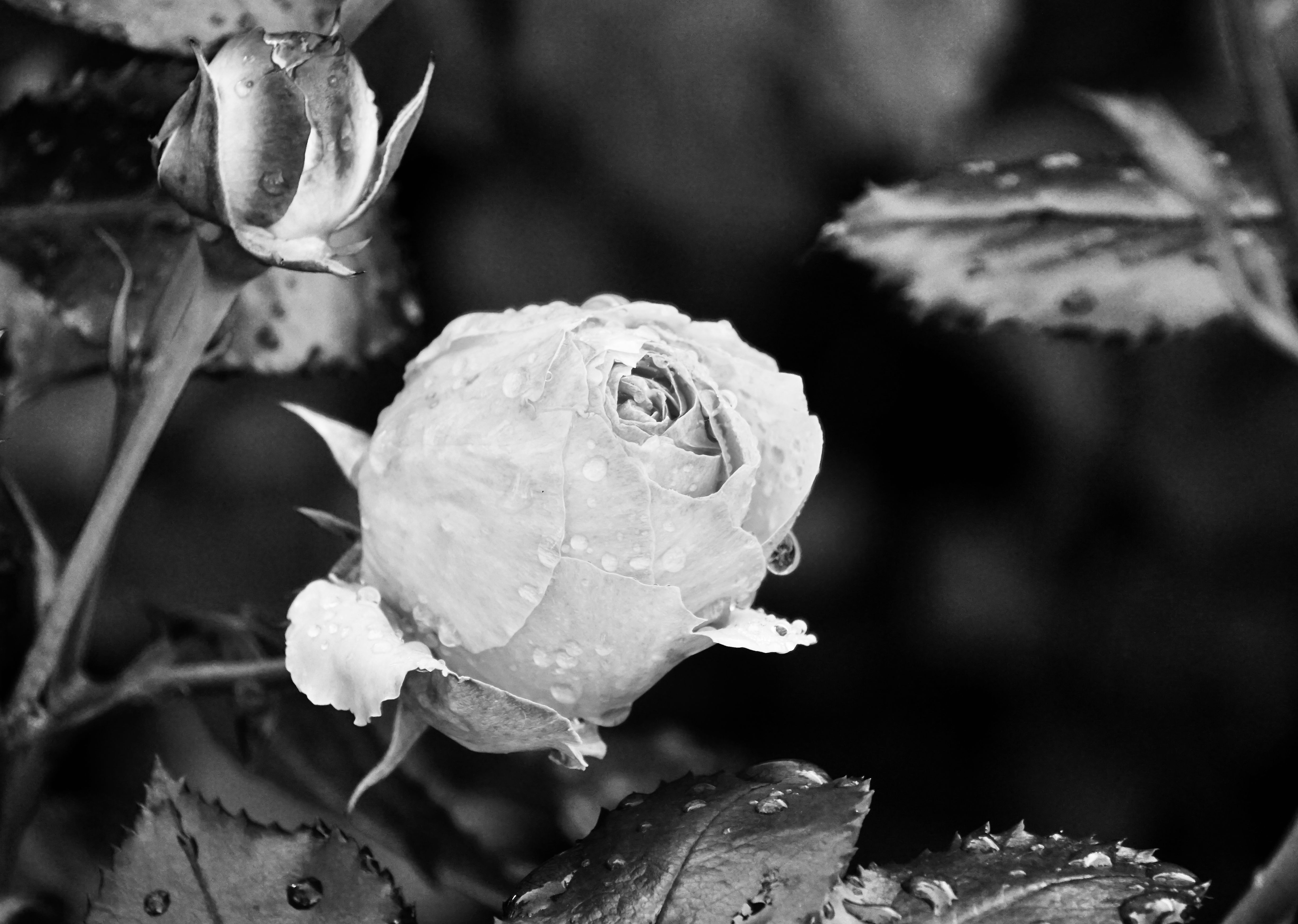 Grayscale Photo of Blooming White Flowers · Free Stock Photo