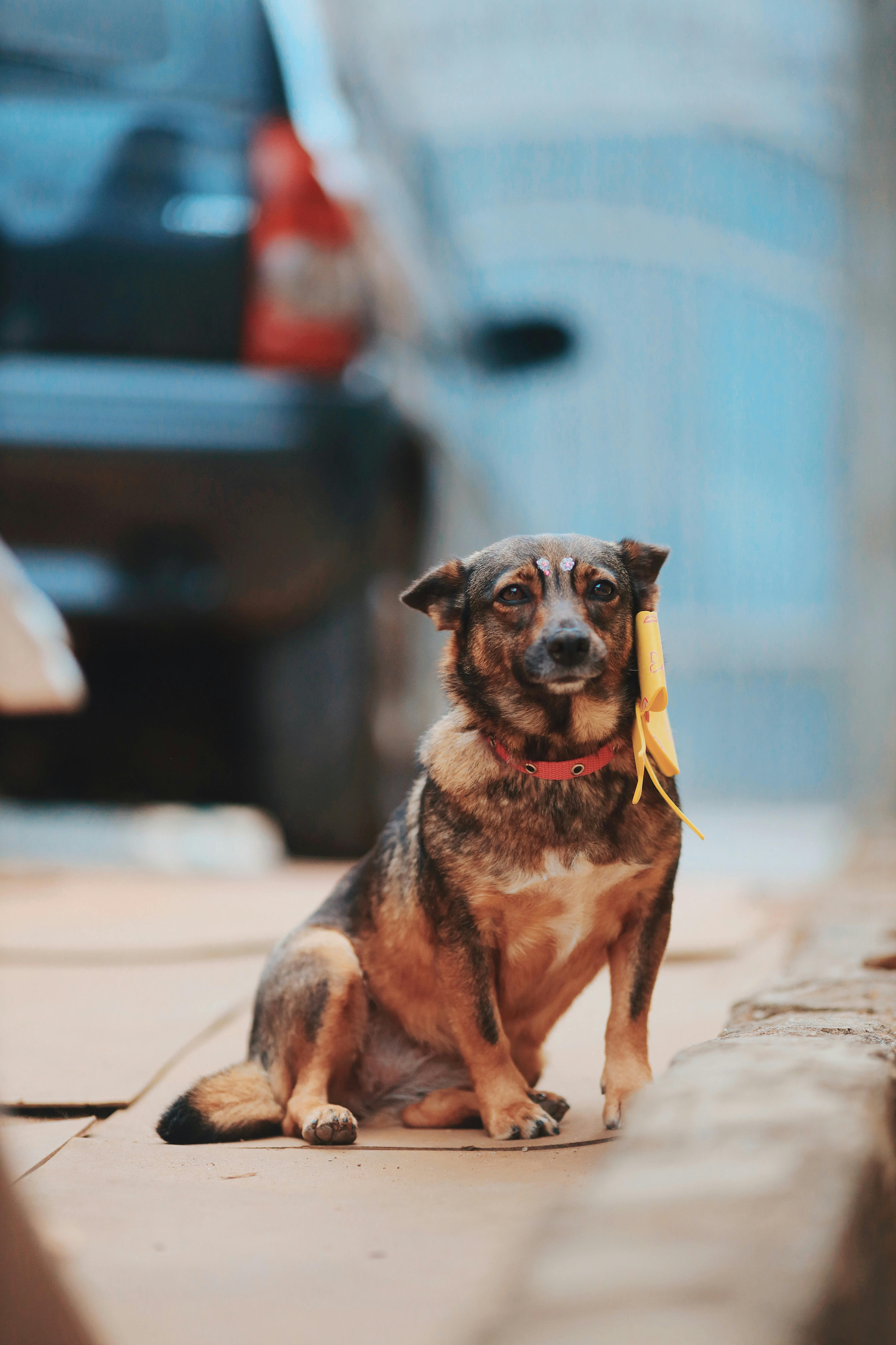 Dog Spiffy Photos, Download Free Dog Spiffy Stock Photos & HD Images