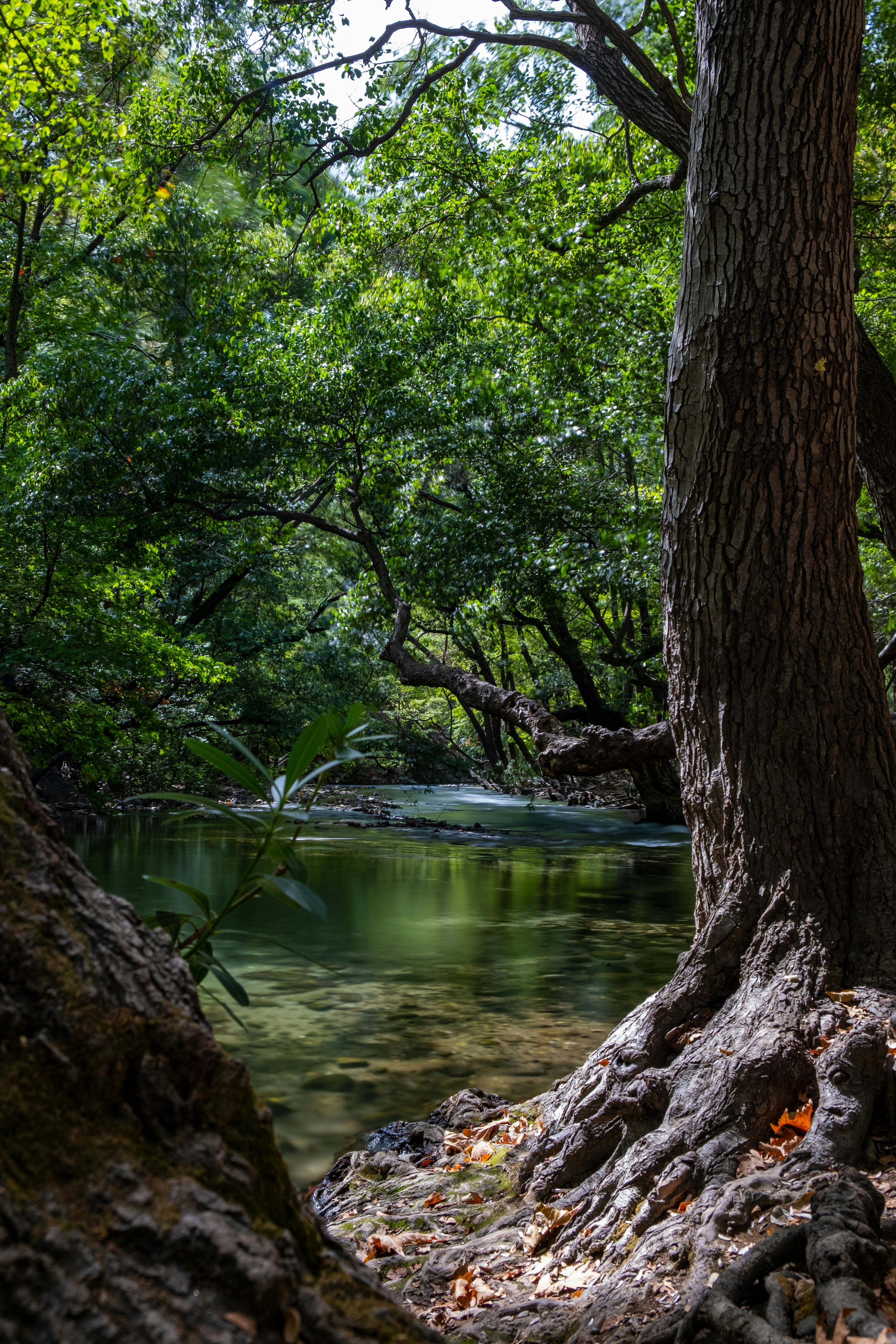 Tree Roots and Green Bushes by a Stream · Free Stock Photo