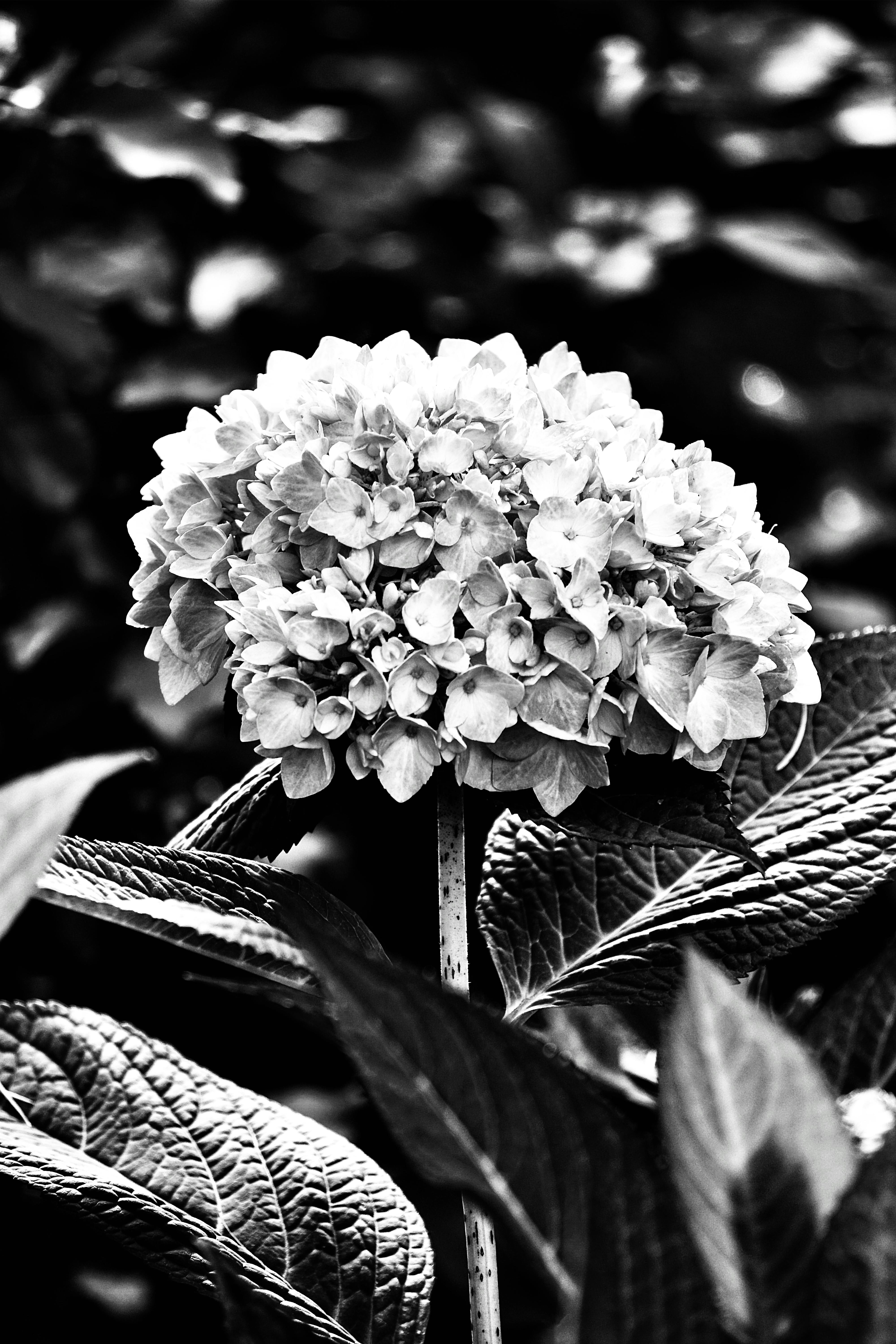 Grayscale Photo of Flower Petals · Free Stock Photo