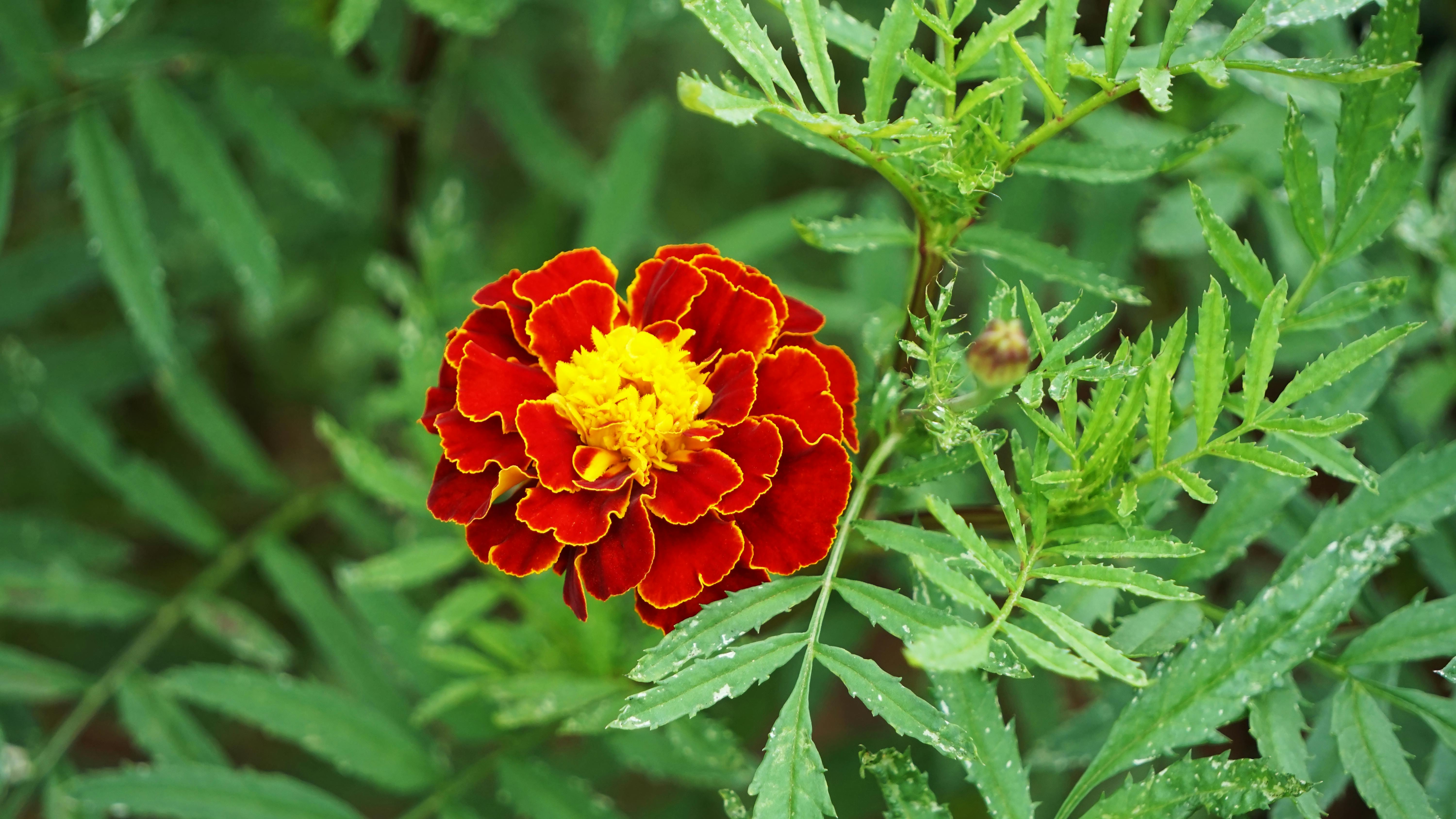 Cindy D'Silva - Fotografía