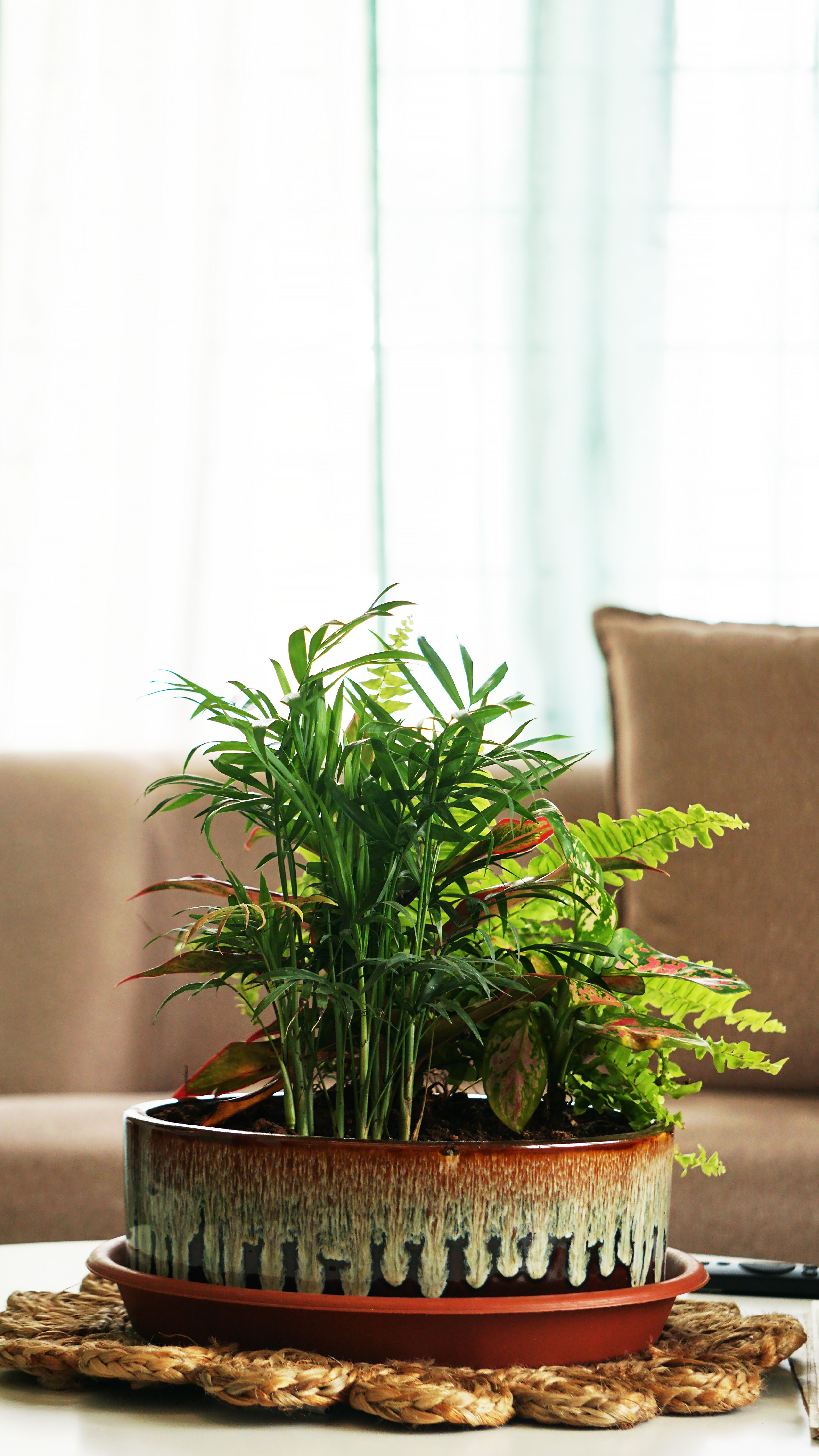 Green Potted Plants Inside A Room · Free Stock Photo