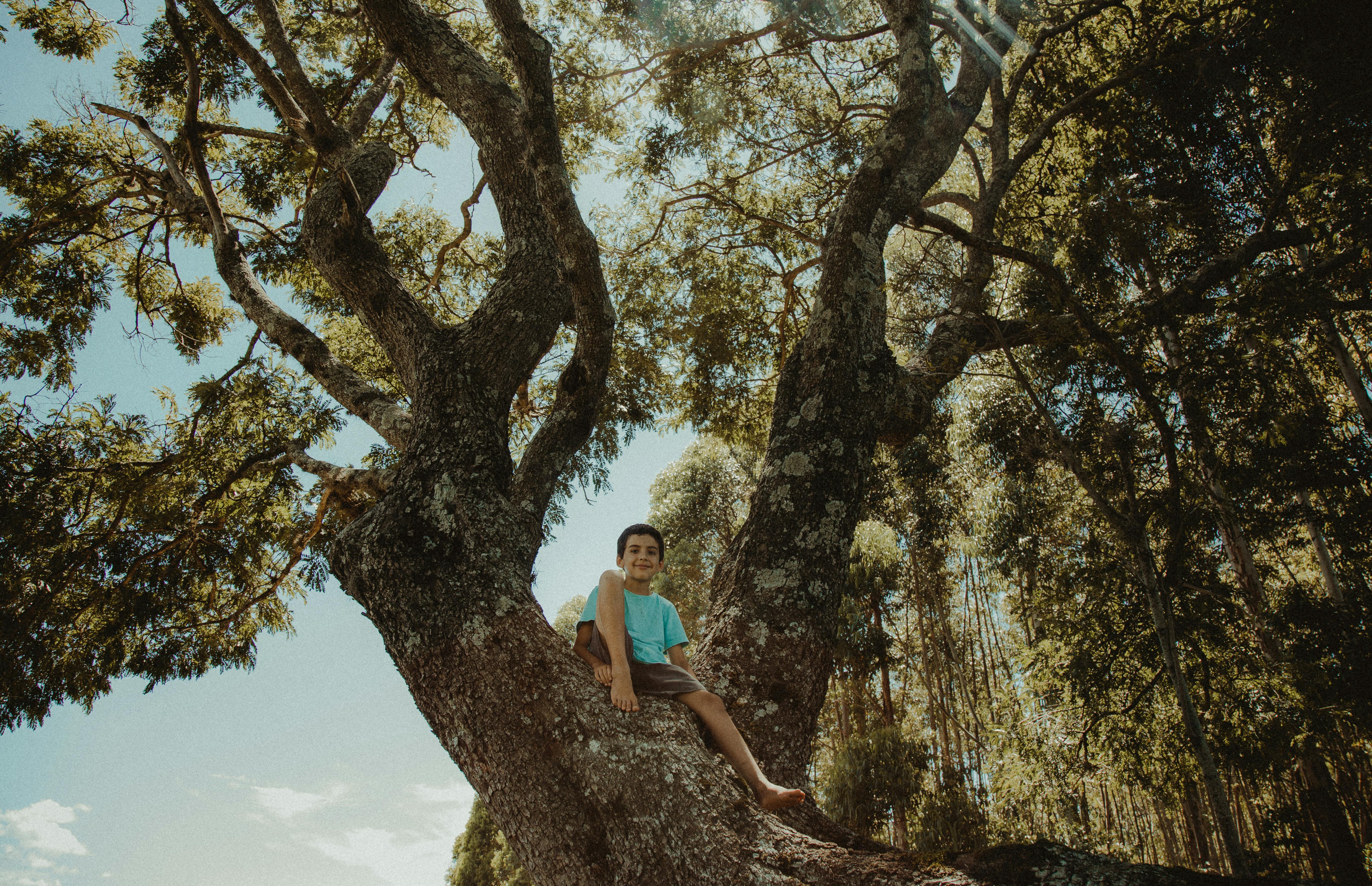 A Young Boy Sitting on the Tree · Free Stock Photo