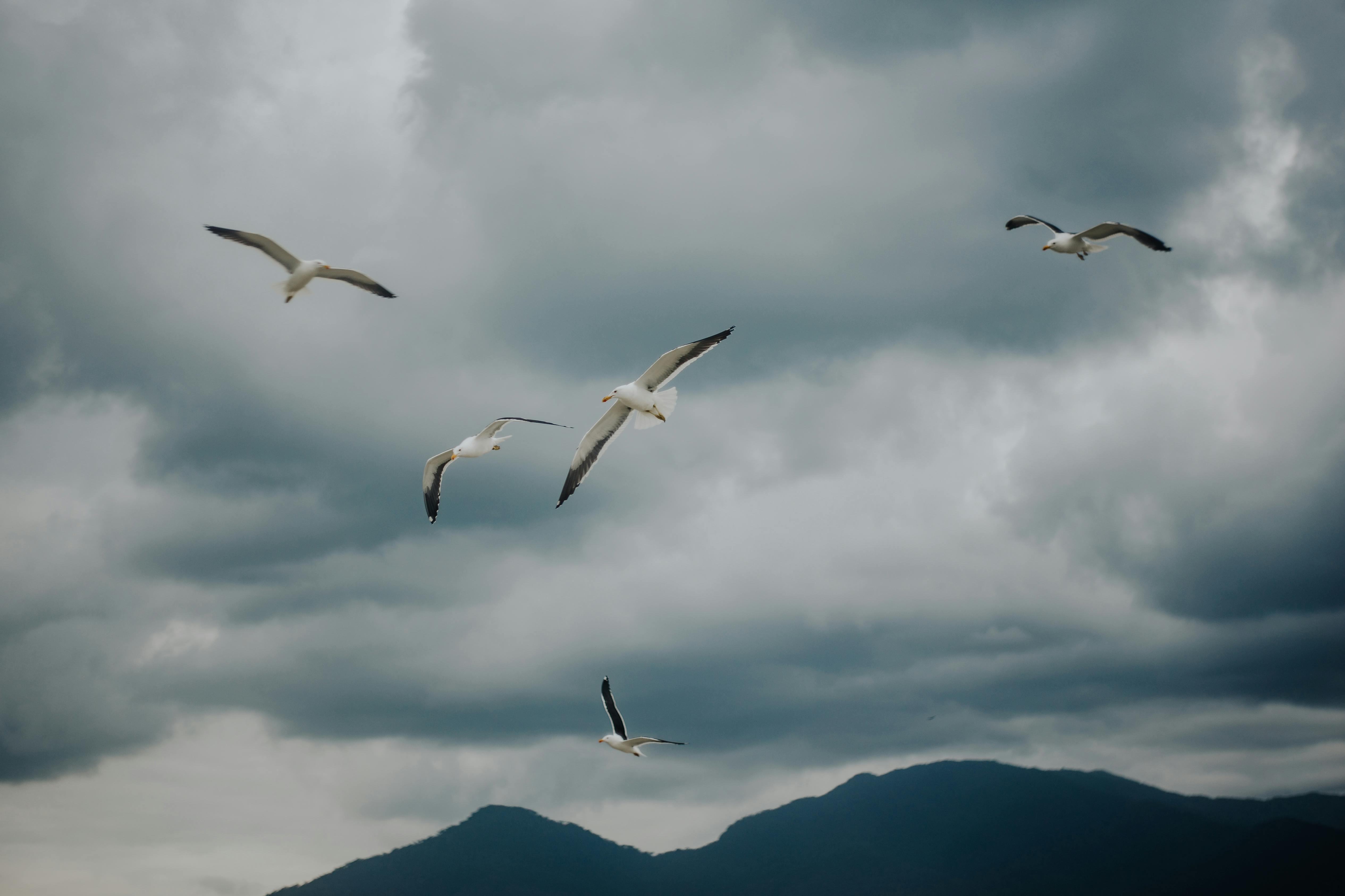 Photograph of Gulls Flying · Free Stock Photo