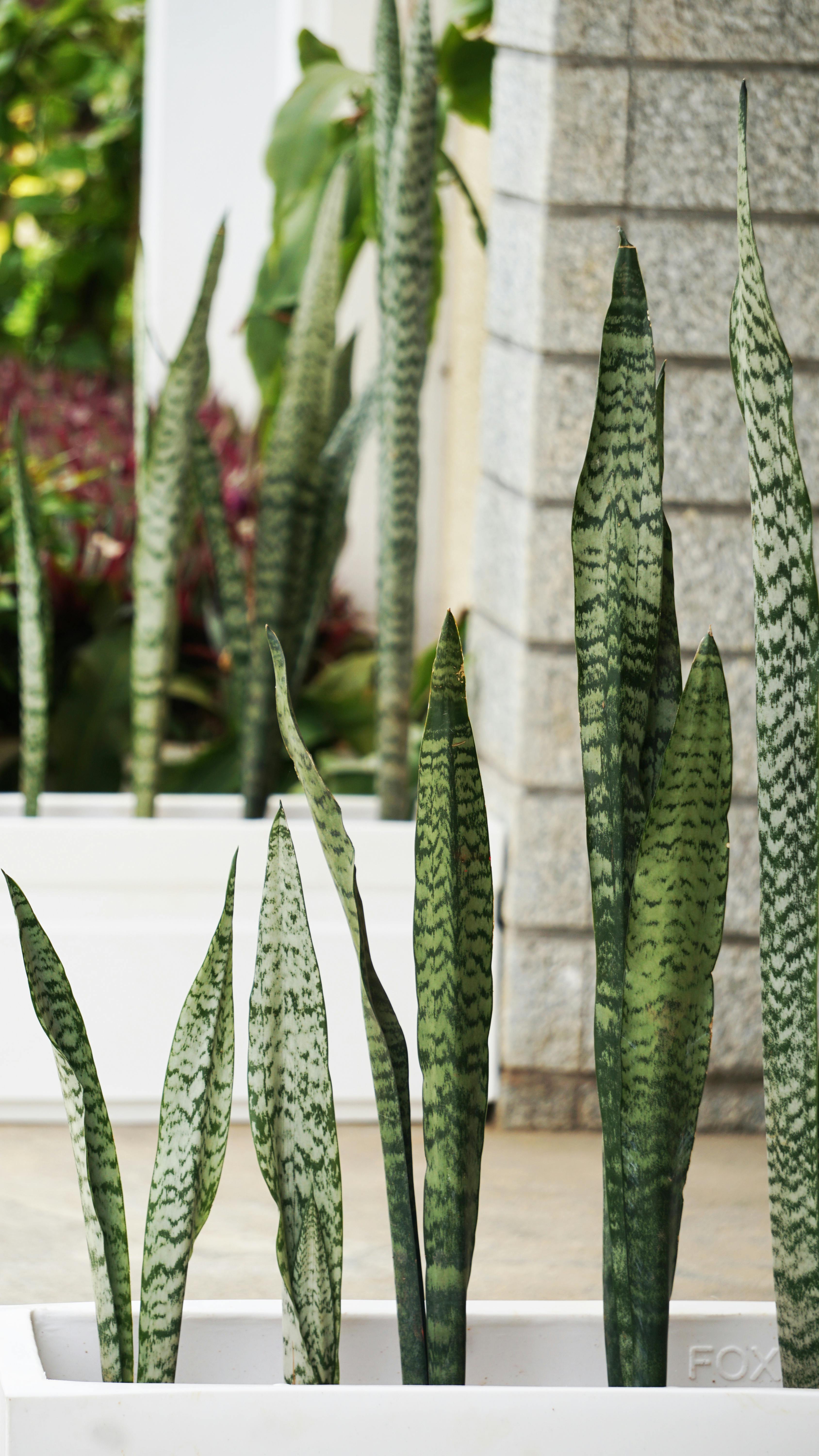 Snake Plant with Green Leaves · Free Stock Photo