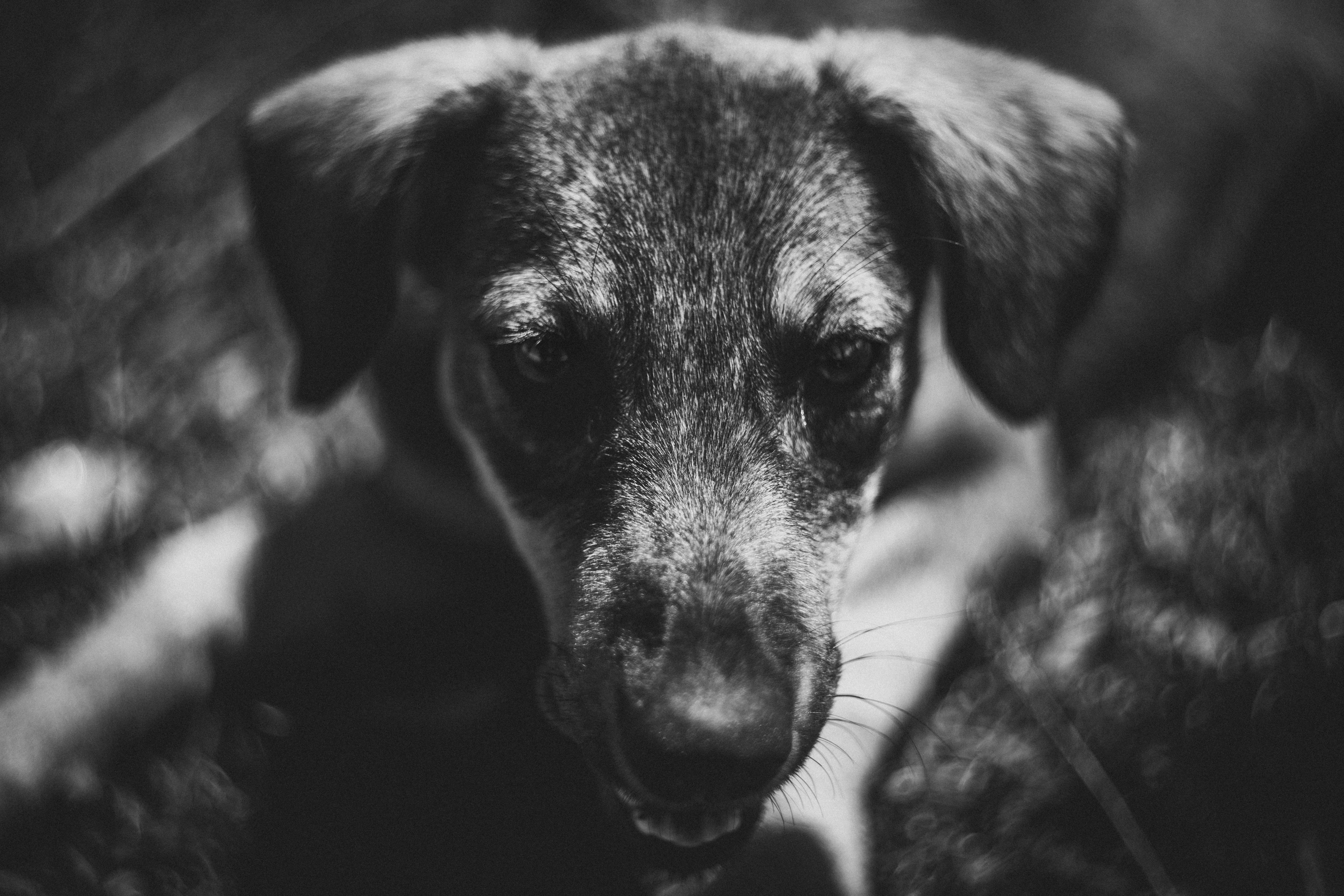 Grayscale Photo of a Dog · Free Stock Photo
