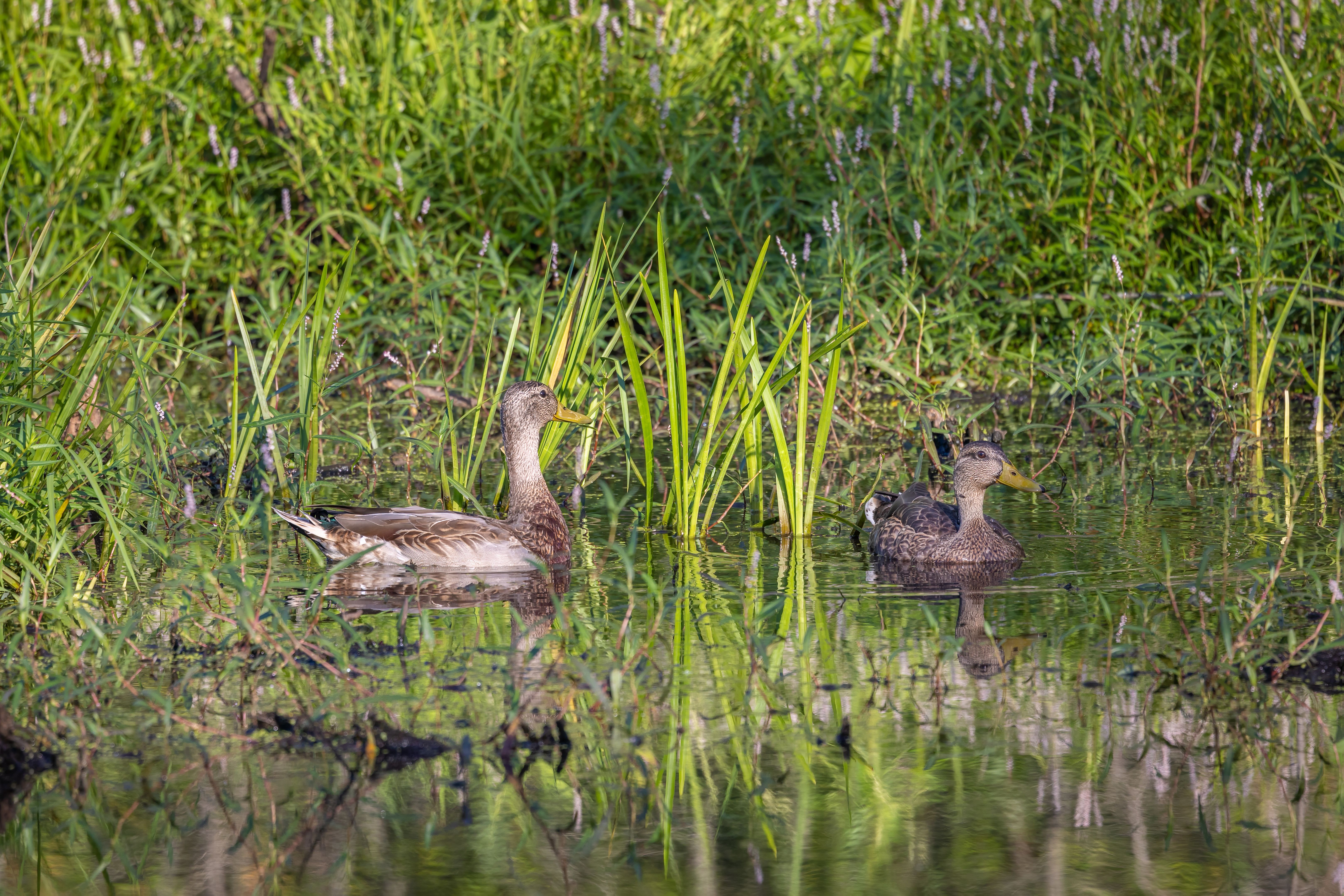 Ducks Swimming in Water by Shore · Free Stock Photo